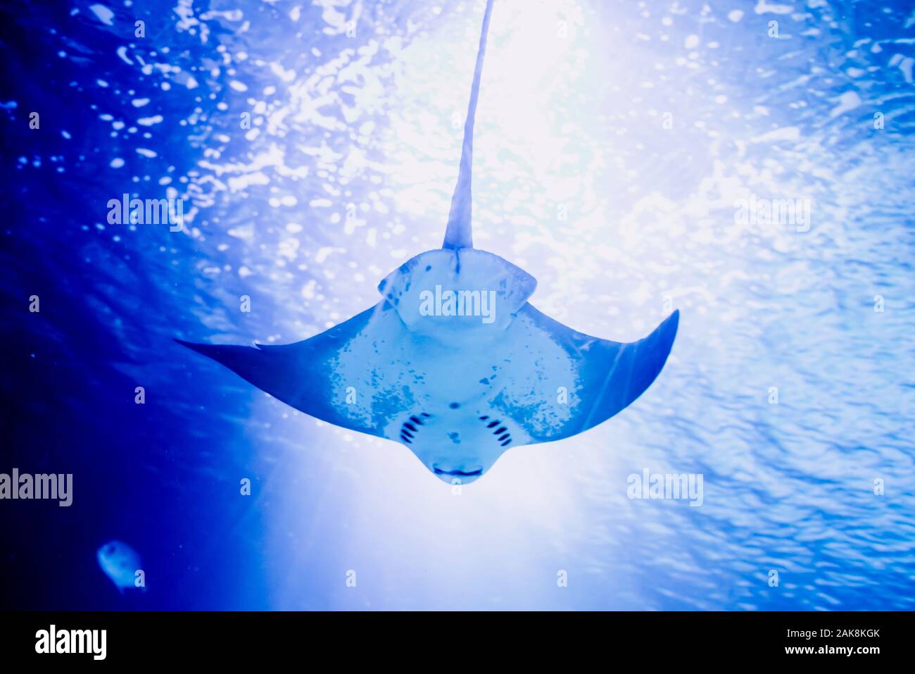 Cownose Rays, Rajidae manta ray, swimming inside an aquarium Stock ...