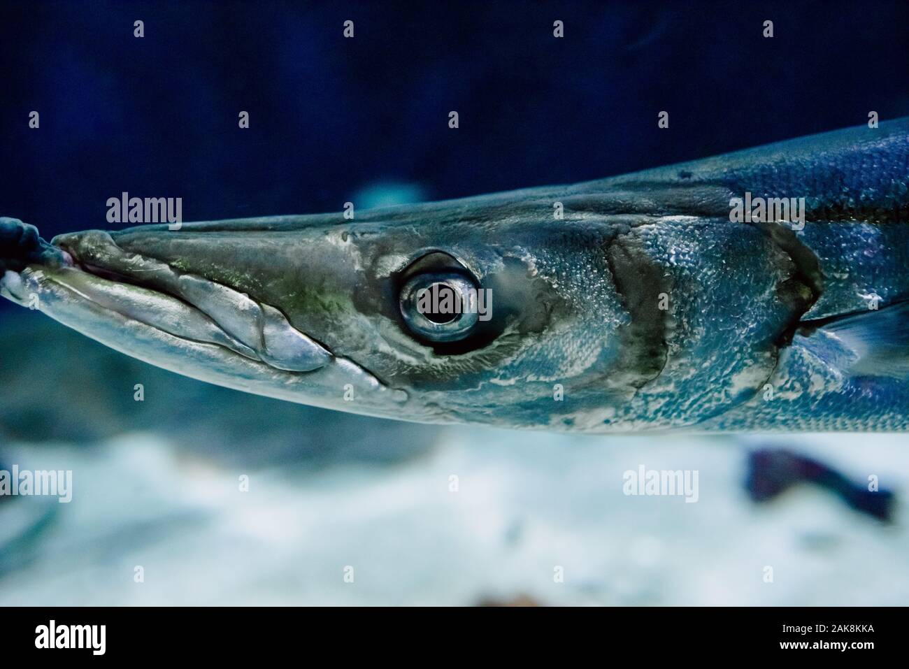 Barracuda Mouth High Resolution Stock Photography and Images - Alamy