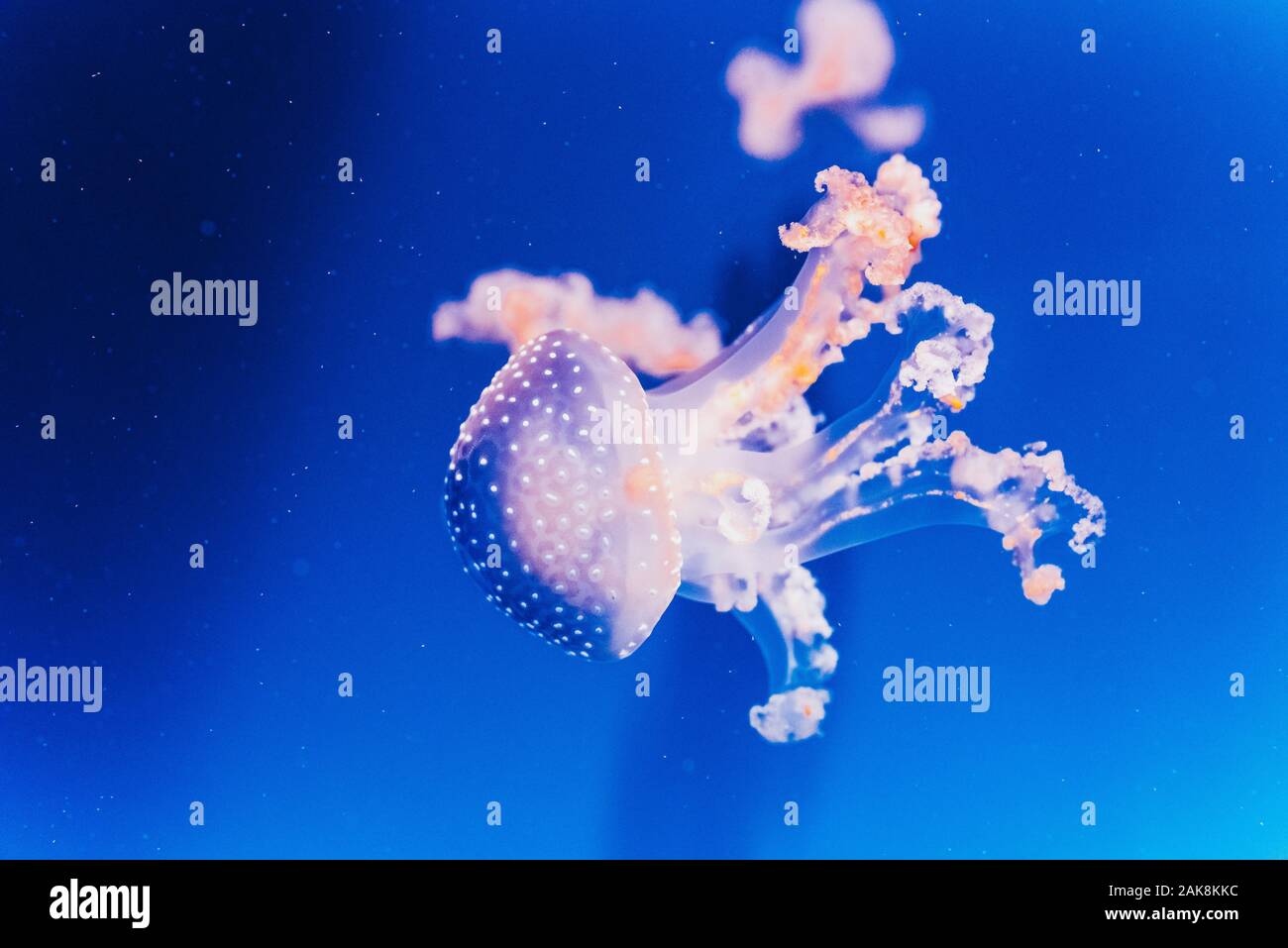 Rongelap Atoll Jellyfish Babies