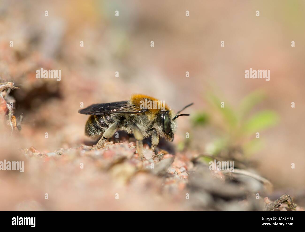 Trachusa hi-res stock photography and images - Alamy