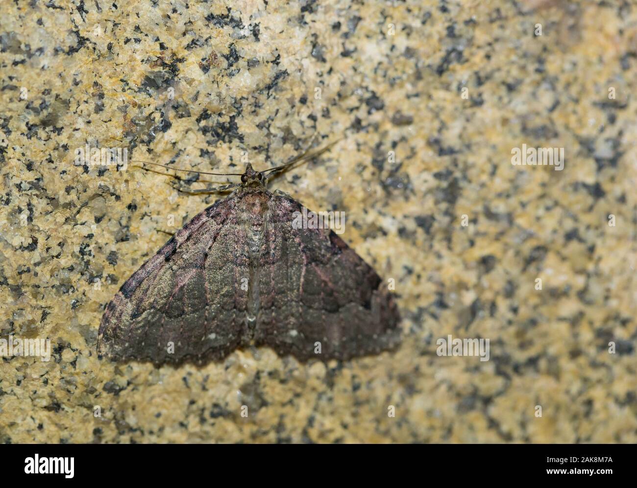 Moth In A Cave High Resolution Stock Photography and Images - Alamy