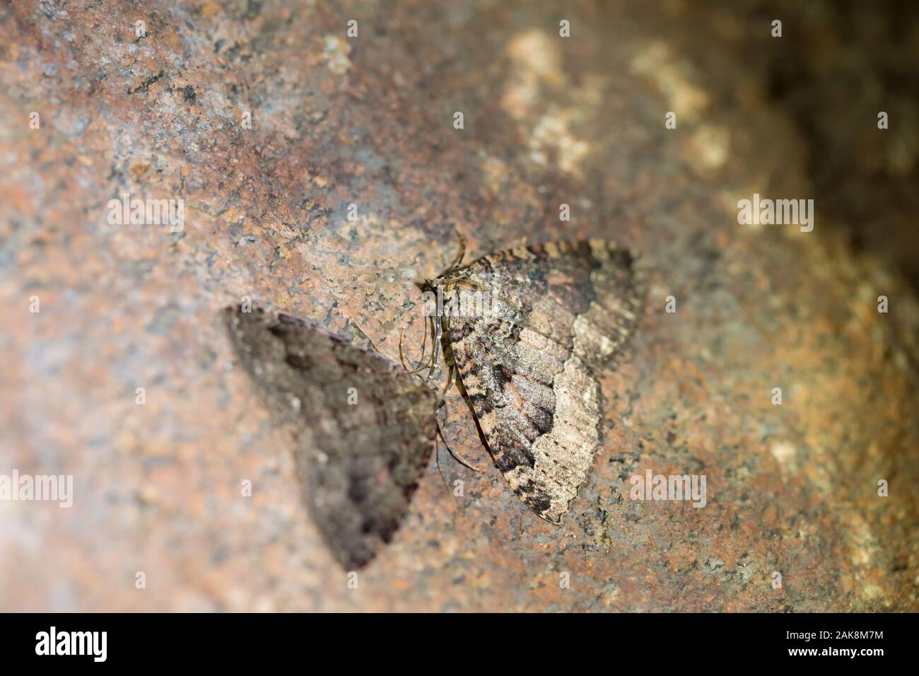 Moth in a cave hi-res stock photography and images - Alamy