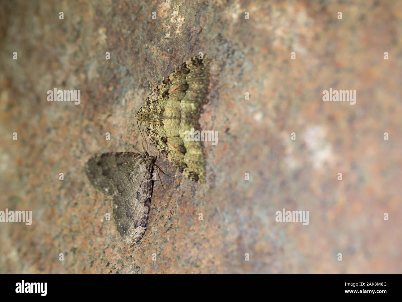 Tissue moth hibernating in a natural cave Stock Photo - Alamy