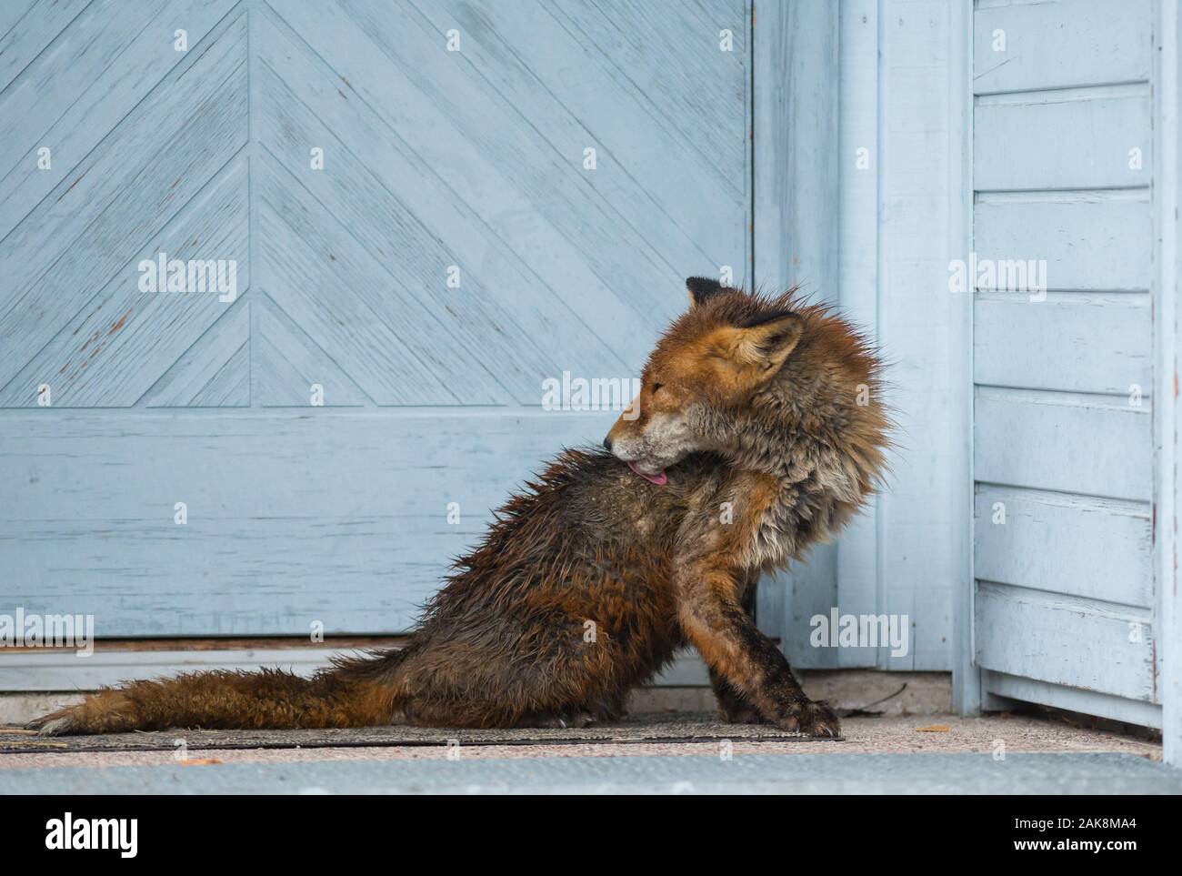 Sick Fox High Resolution Stock Photography and Images - Alamy