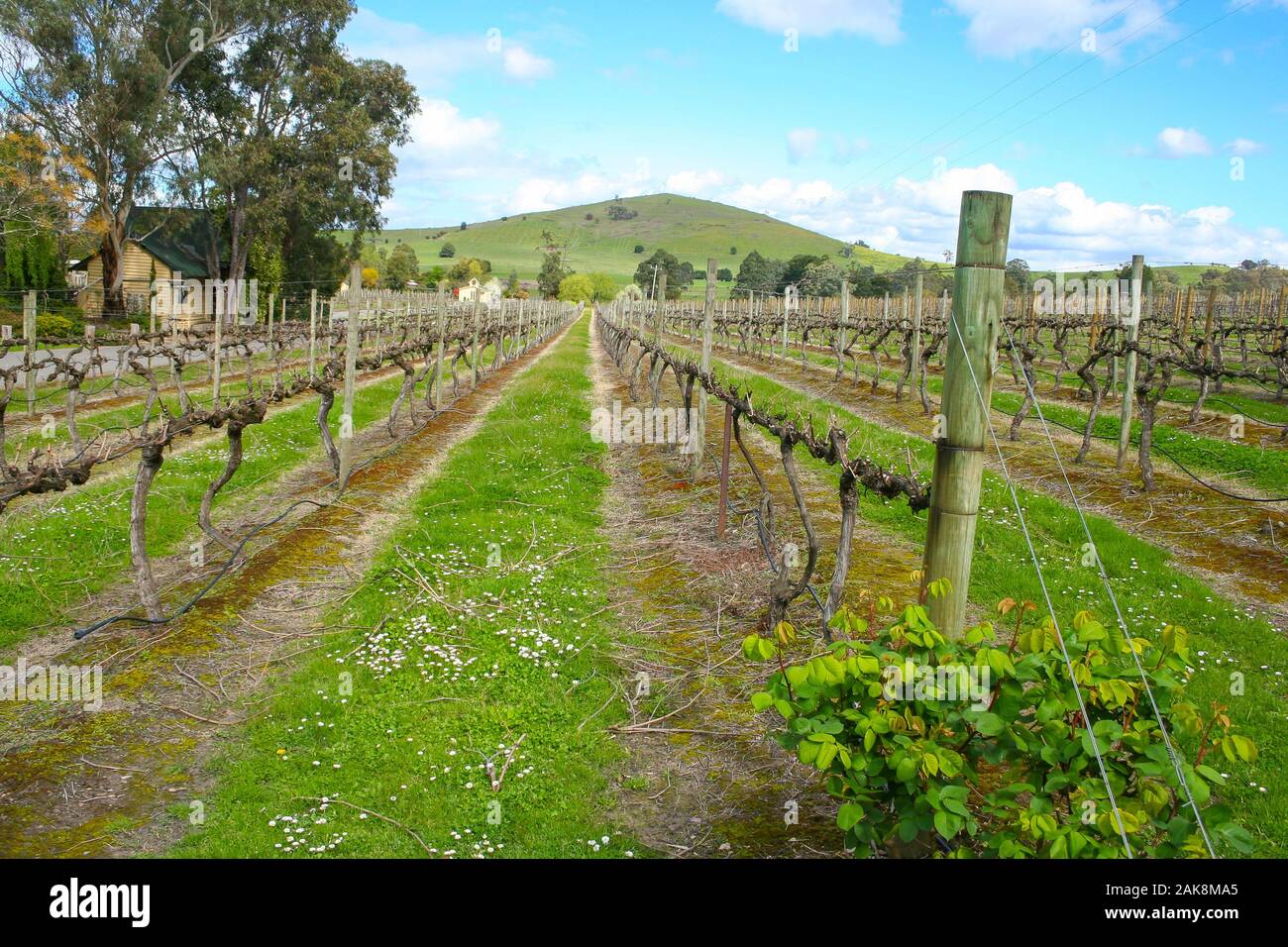 A Vineyard in Yarra Valley (Australia Stock Photo - Alamy