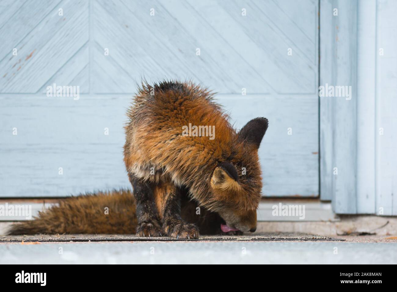 Urban red fox infected with scabies Stock Photo - Alamy