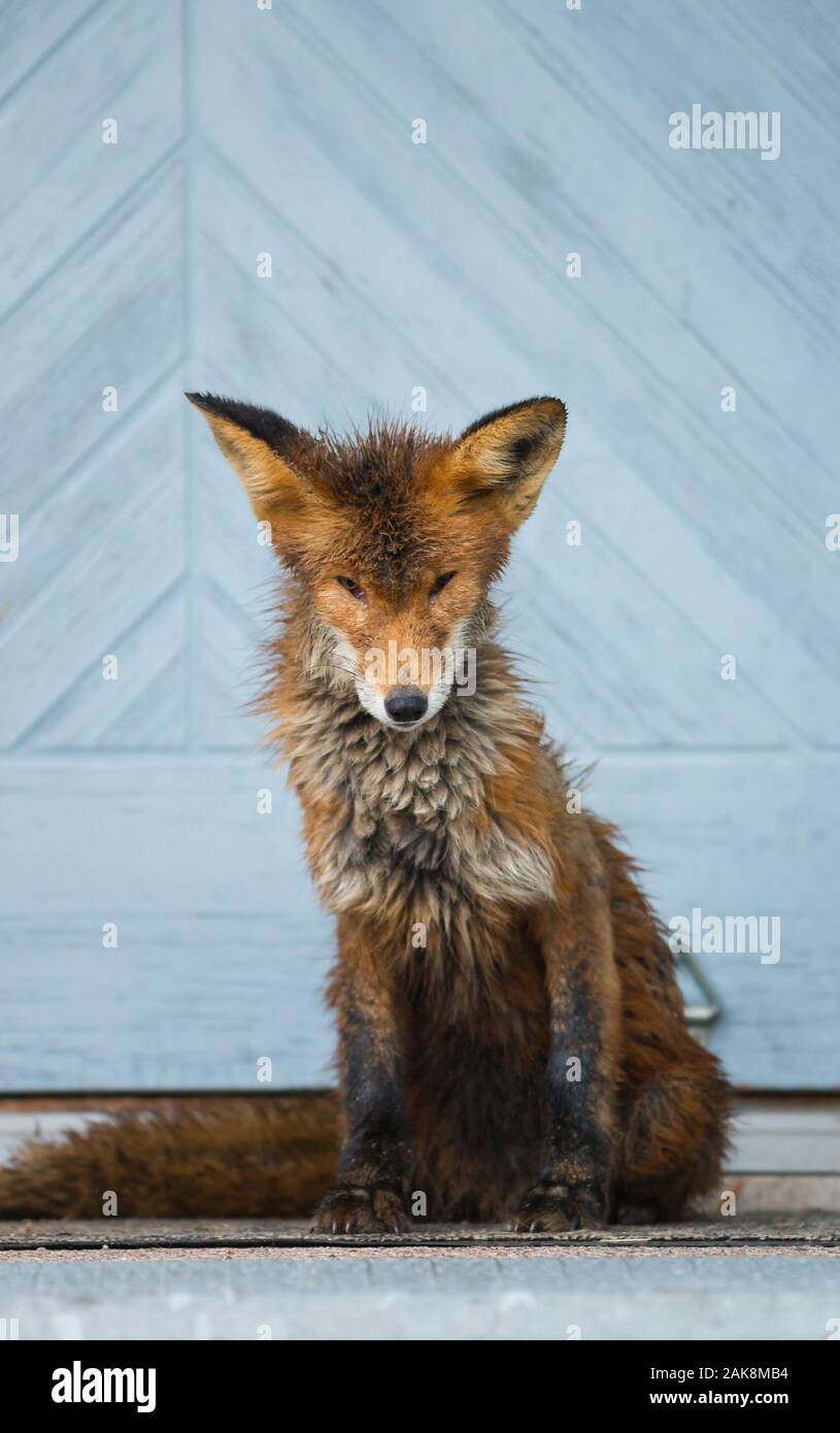 Urban red fox infected with scabies Stock Photo - Alamy