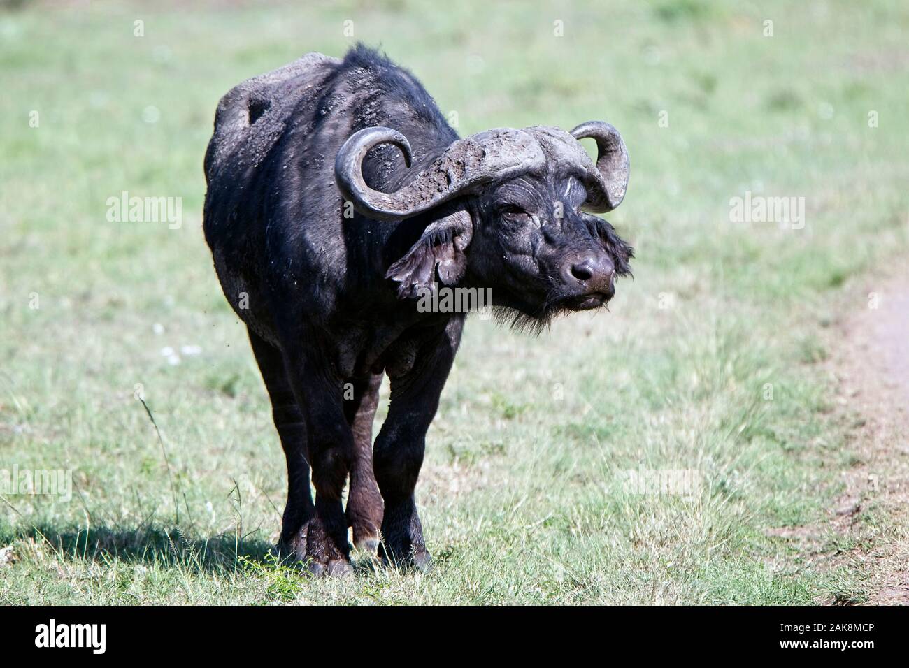 Buffalo horn hi-res stock photography and images - Alamy