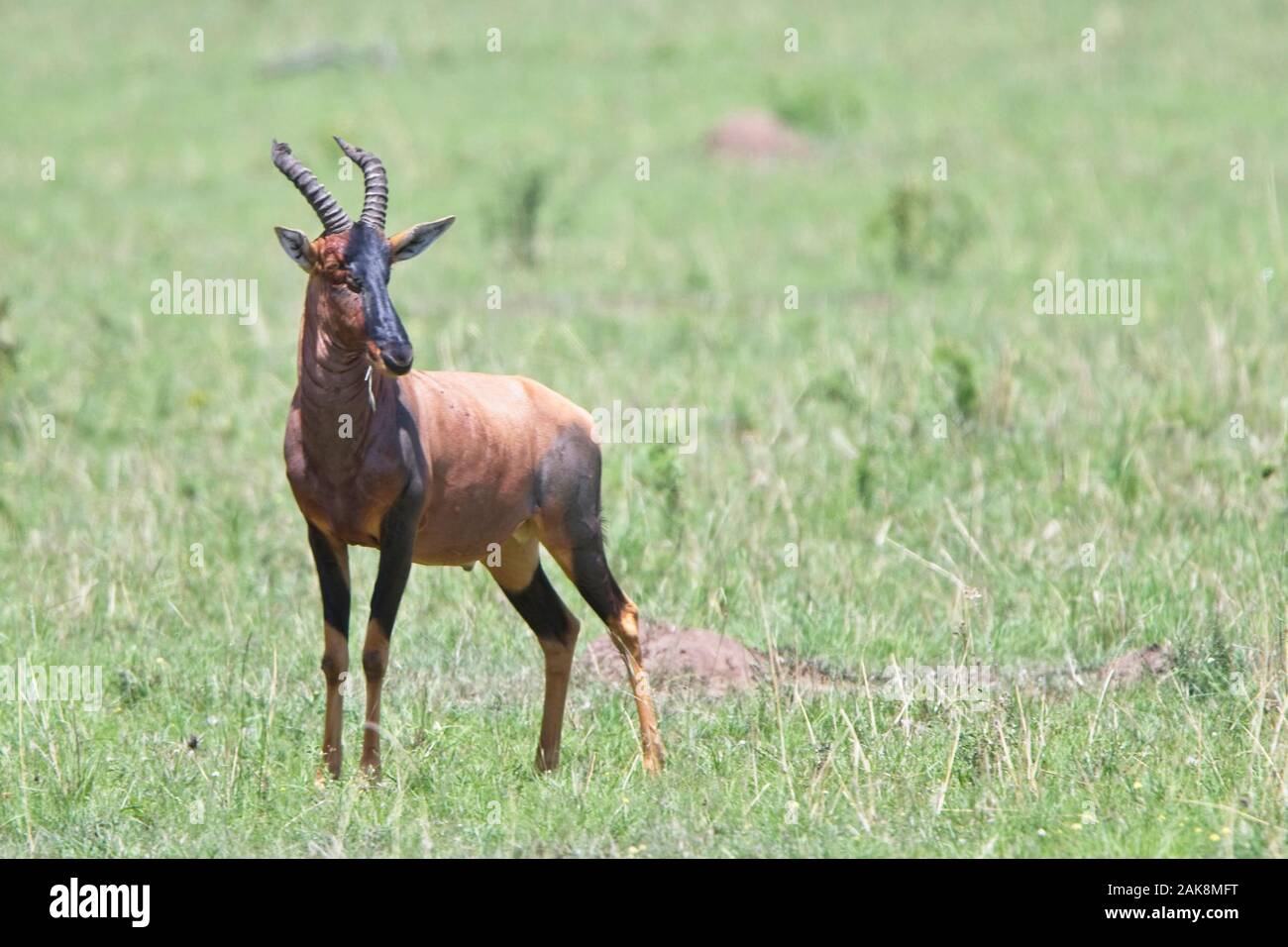 Topi damaliscus lunatus male masai hi-res stock photography and images ...