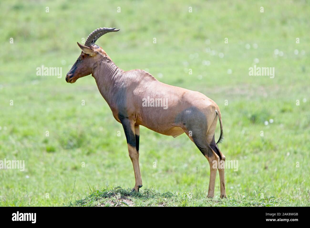 Topi male High Resolution Stock Photography and Images - Alamy