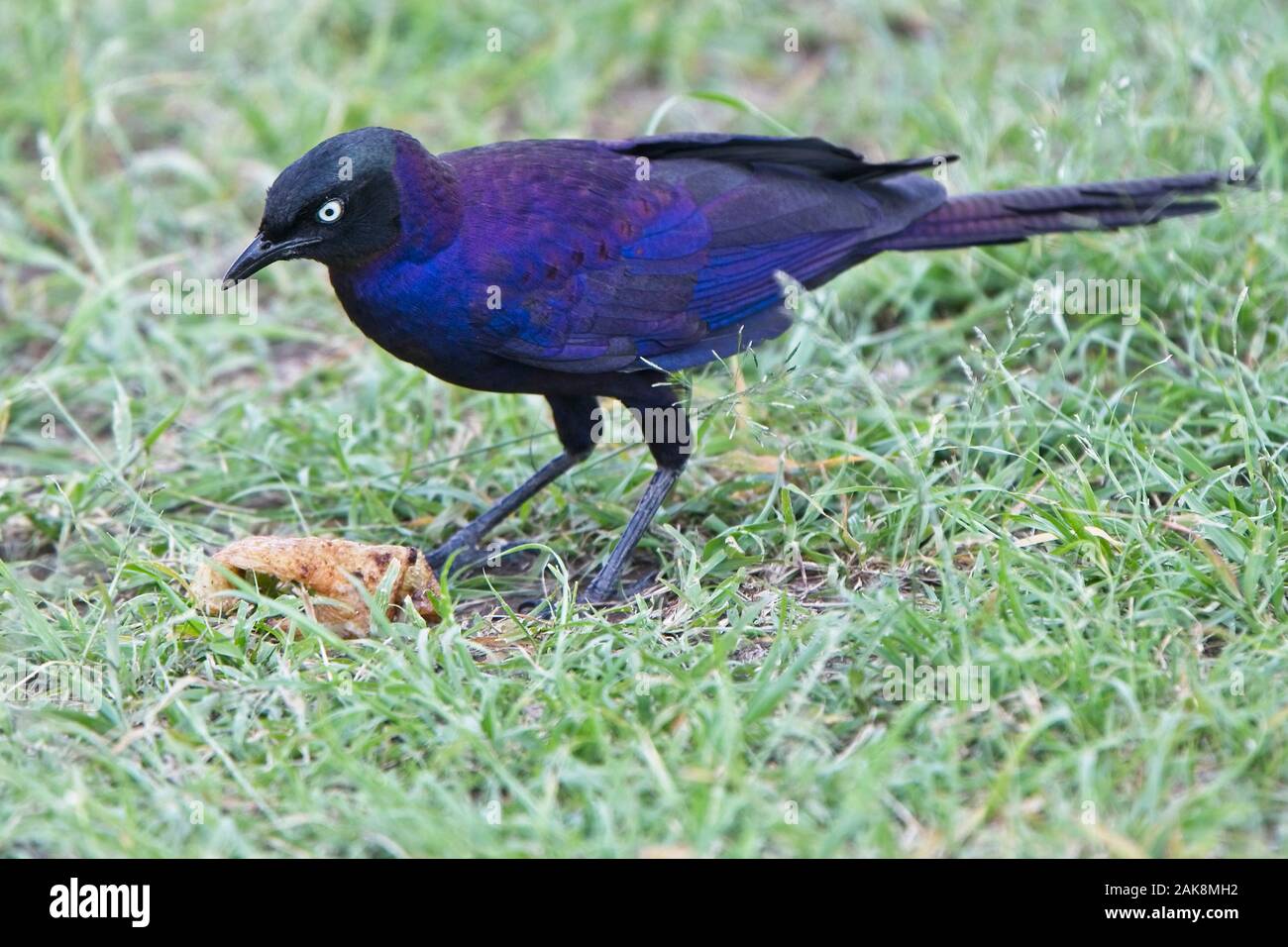 Ruppels starling hi-res stock photography and images - Alamy