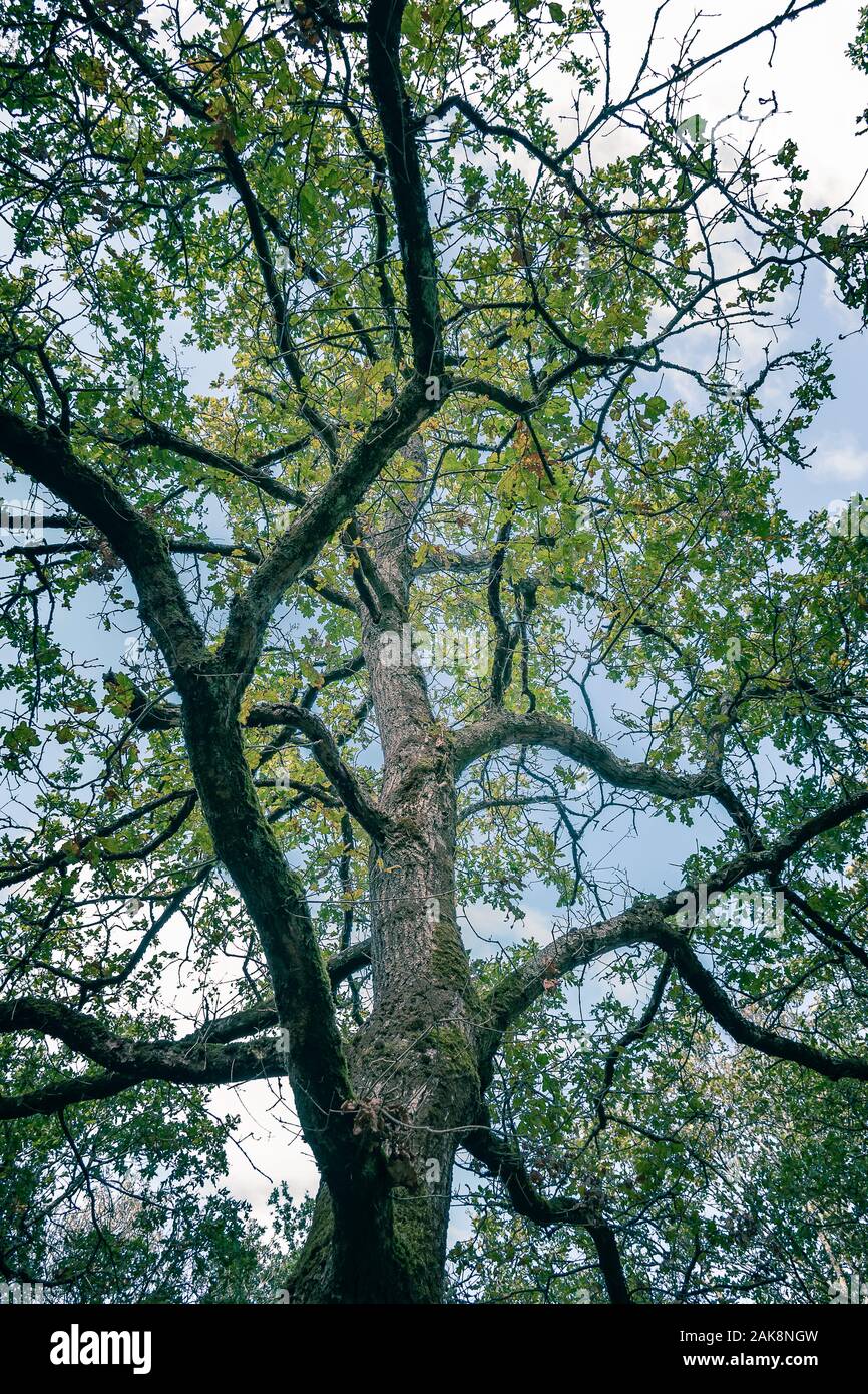 Automn tree oak in country Stock Photo - Alamy