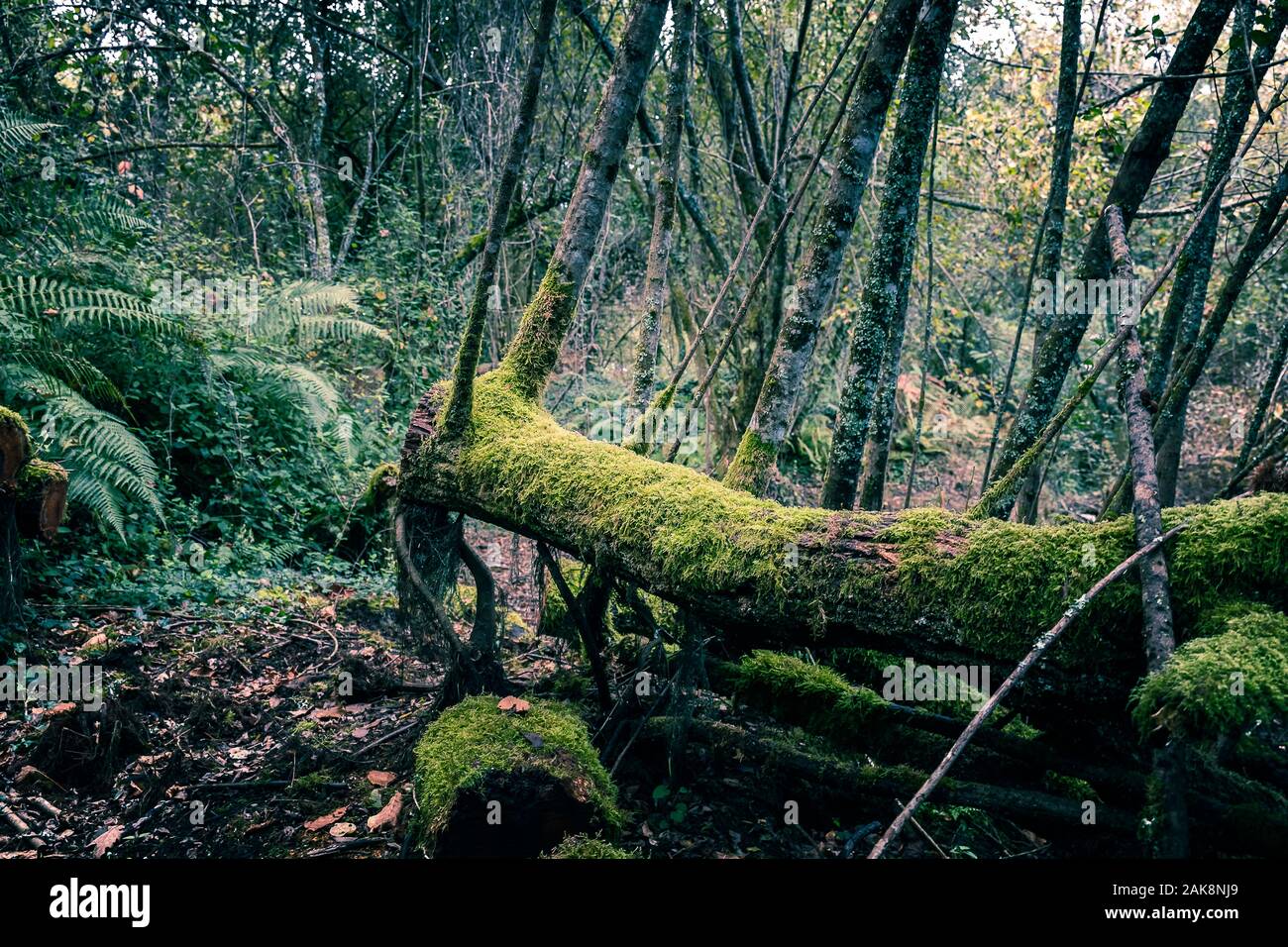 tree in deep forest Stock Photo - Alamy