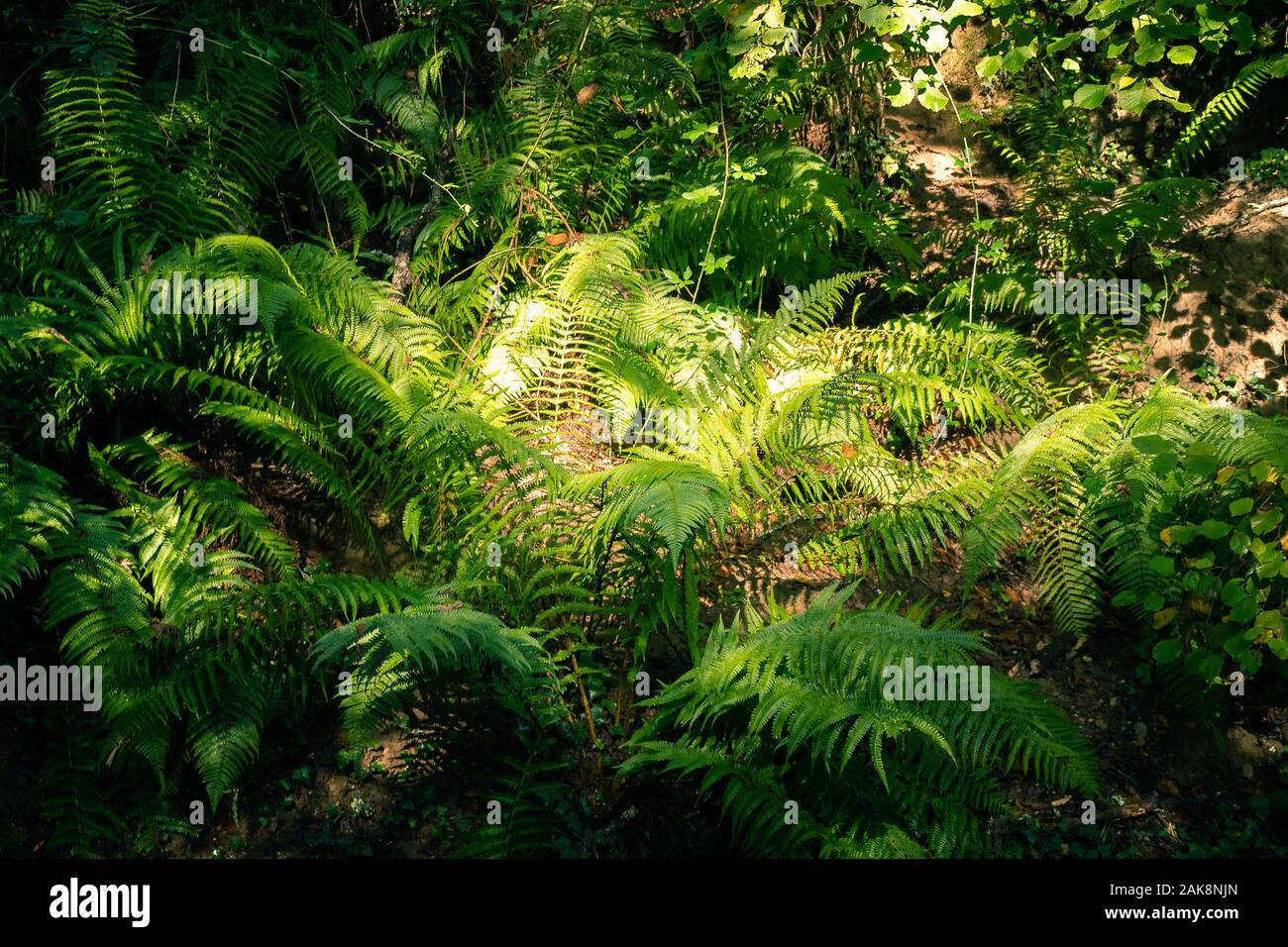 Beautiful fern hi-res stock photography and images - Alamy