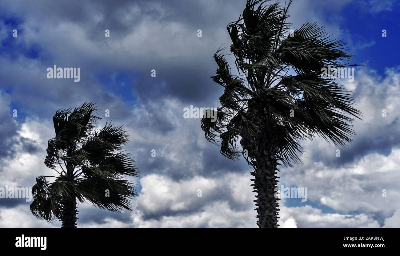 Palm trees in a gale. White clouds on a bright blue sky. The wind sways ...