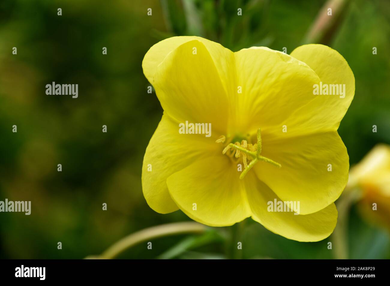 A front on shot of an evening primrose flower showing its stamens Stock ...