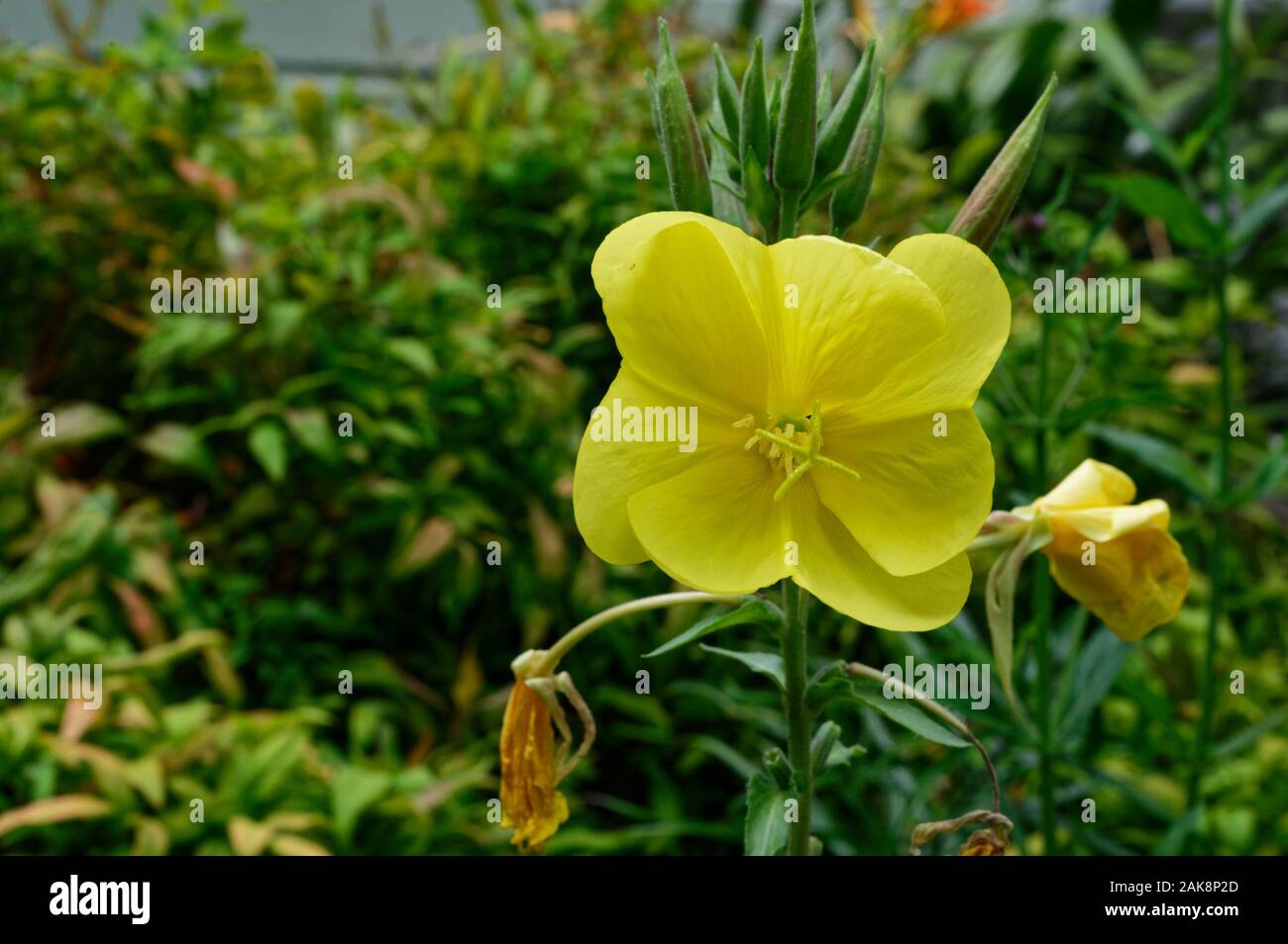 An evening primrose plant in a garden, it is showing some drooping ...