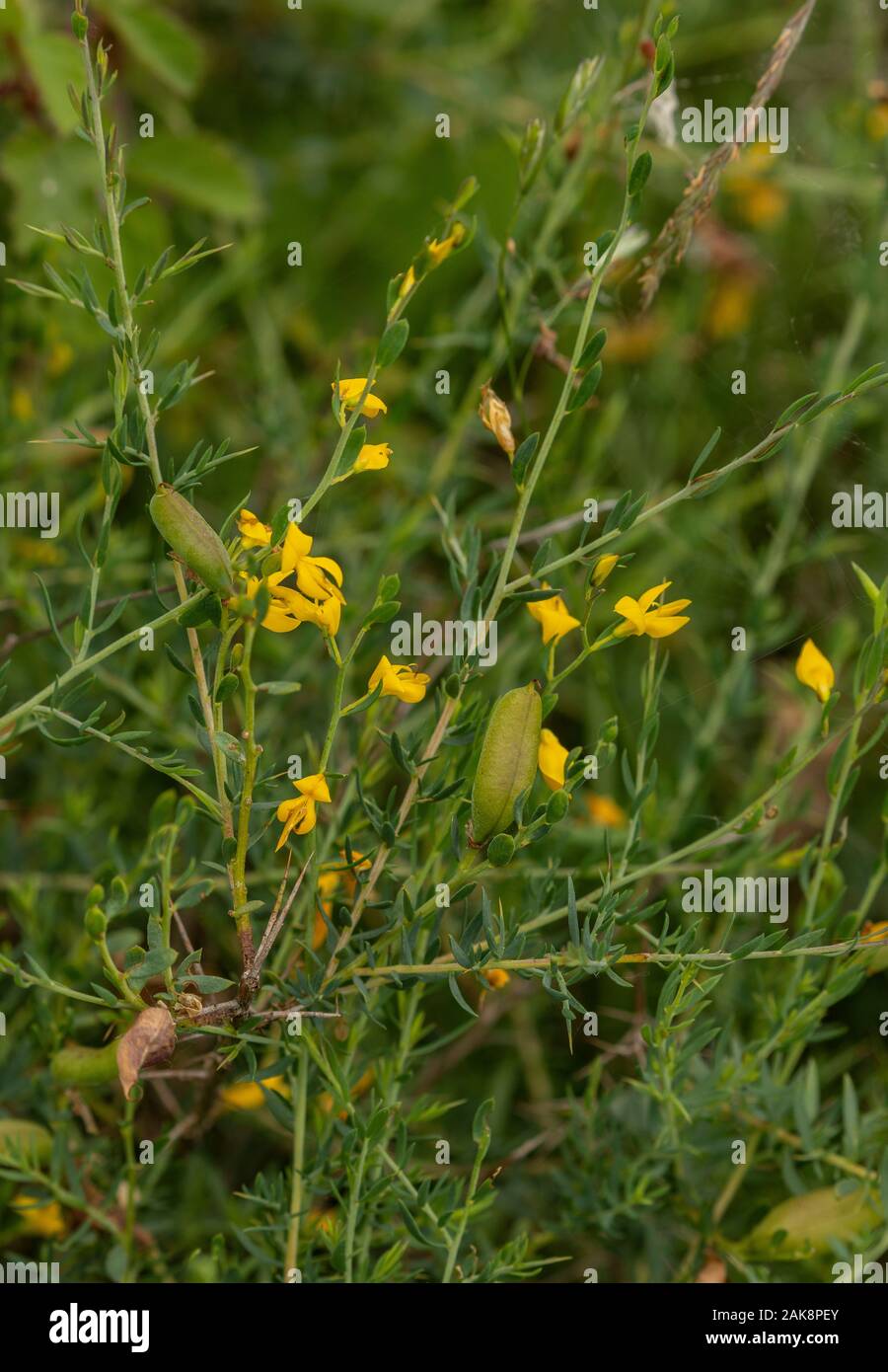 Petty whin, Genista anglica, in flower in damp acidic grassland Stock ...