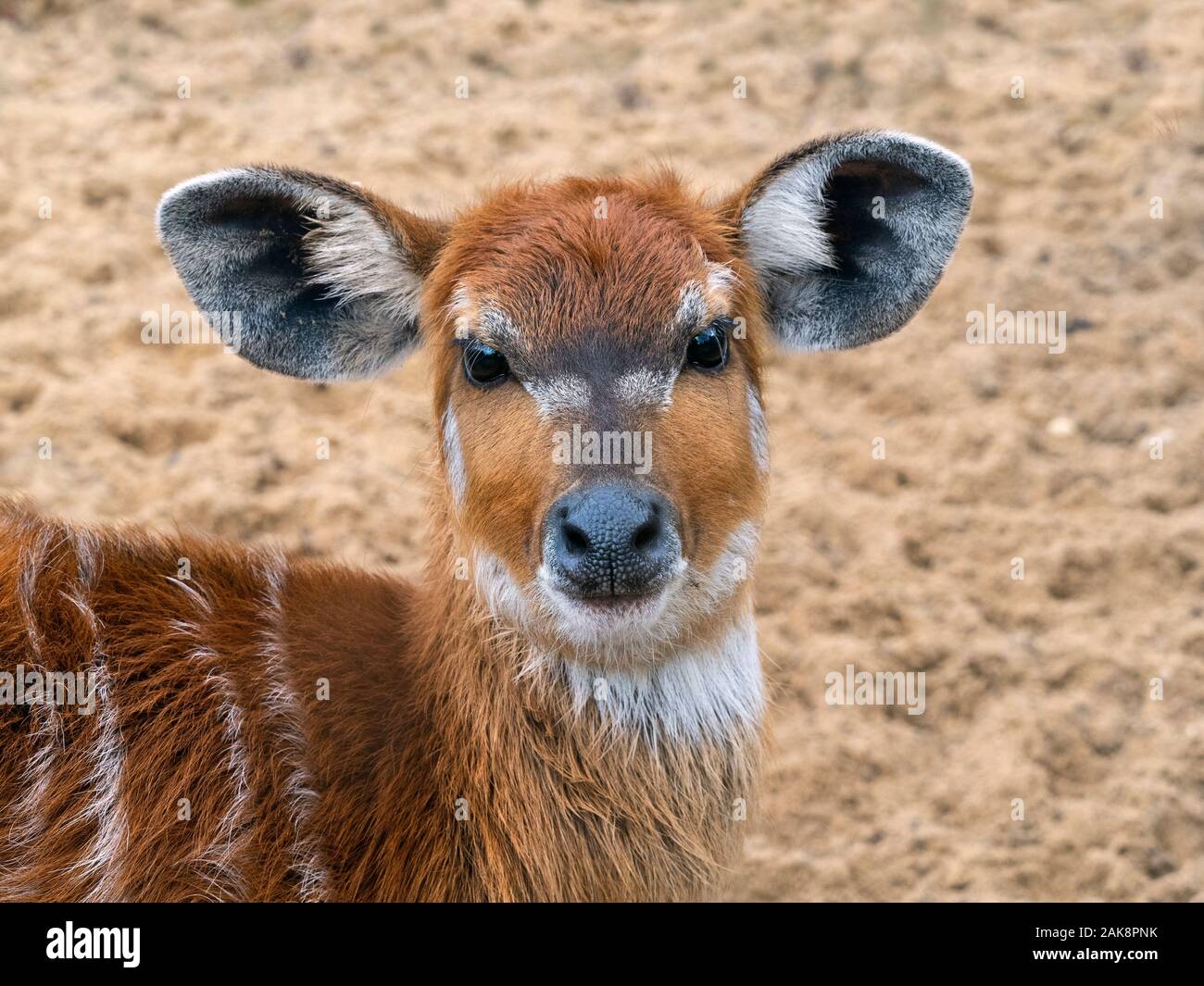 Female Sitatunga or marshbuck Tragelaphus spekii Stock Photo - Alamy