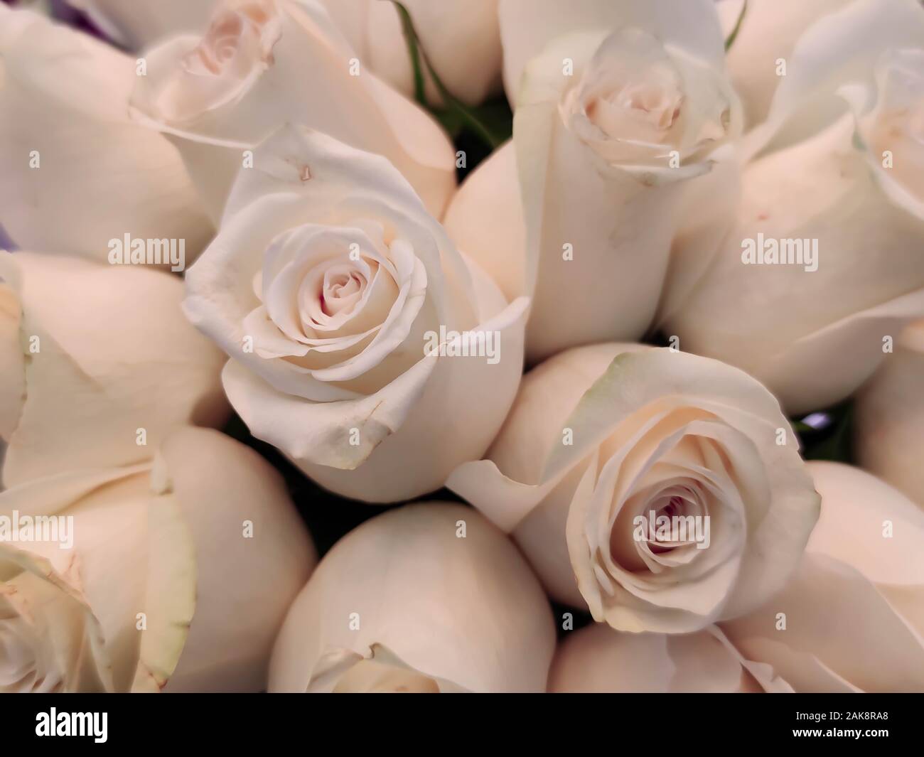 The fawn rose hi-res stock photography and images - Alamy