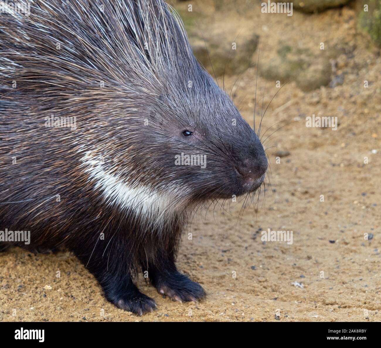 Indian crested porcupine Hystrix indica Stock Photo - Alamy