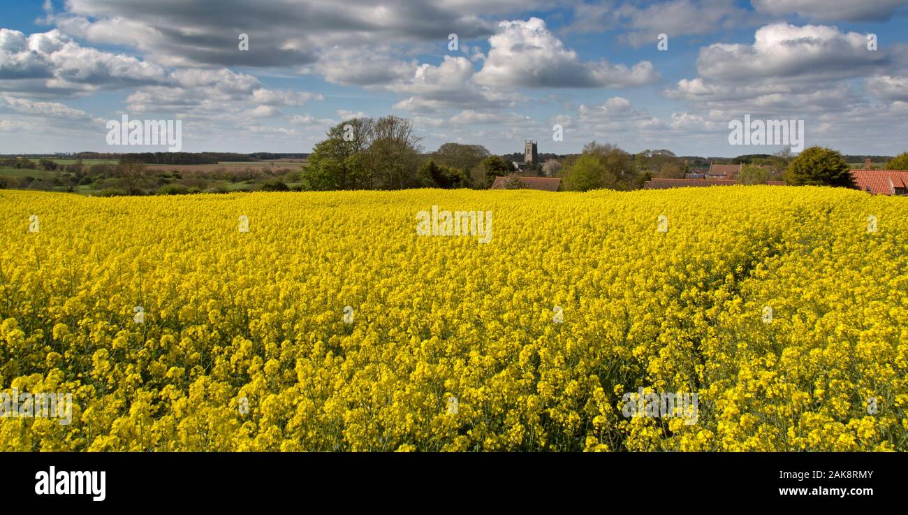 Oilseed rape crop in flower with St.Mary The Virgin Church at ...