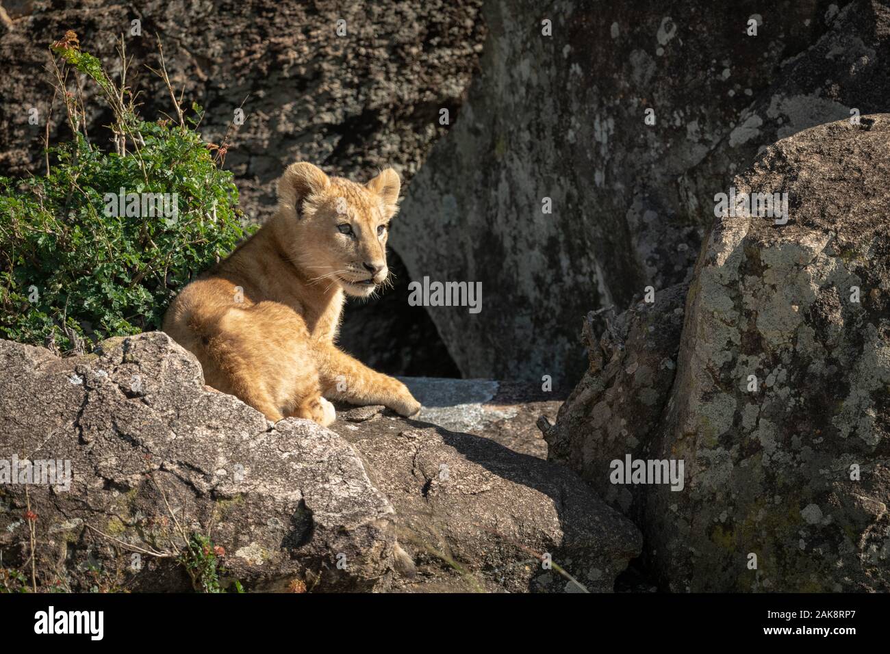 Lion cub sits in rocks looking right Stock Photo - Alamy