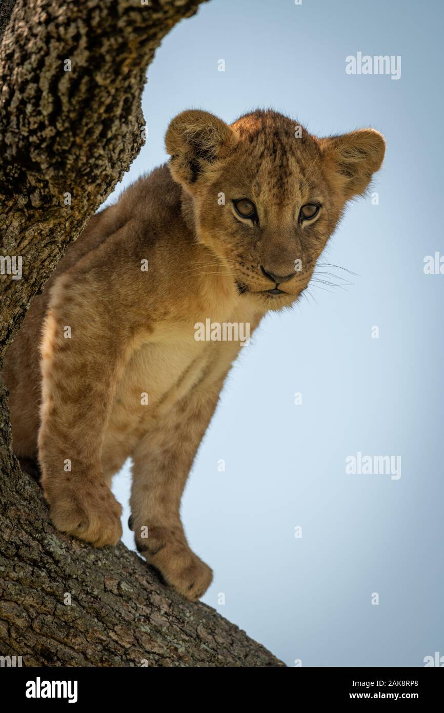 Lion cub sits looking down from branch Stock Photo - Alamy