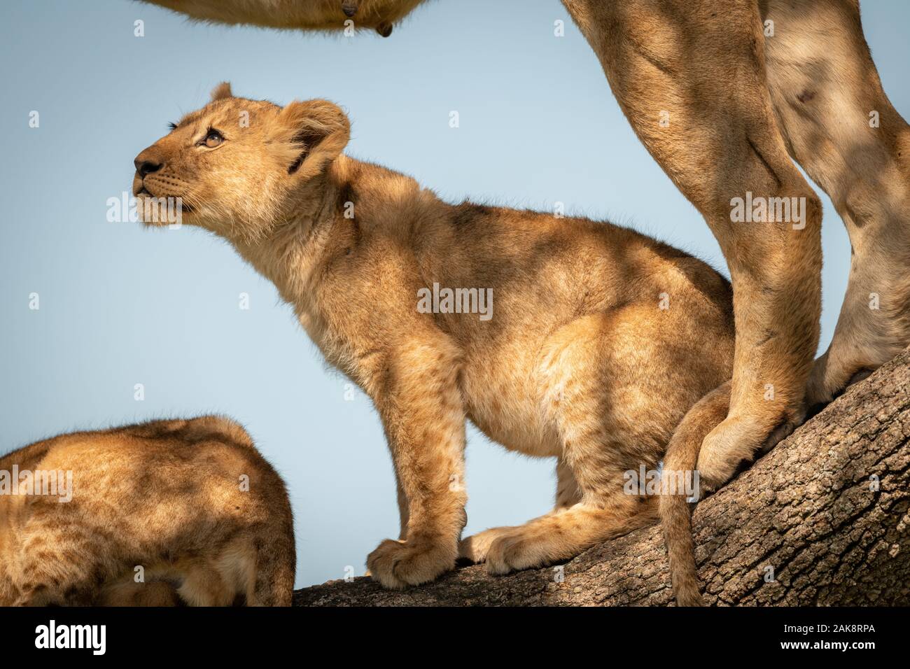 Lion cub sits looking up from branch Stock Photo - Alamy