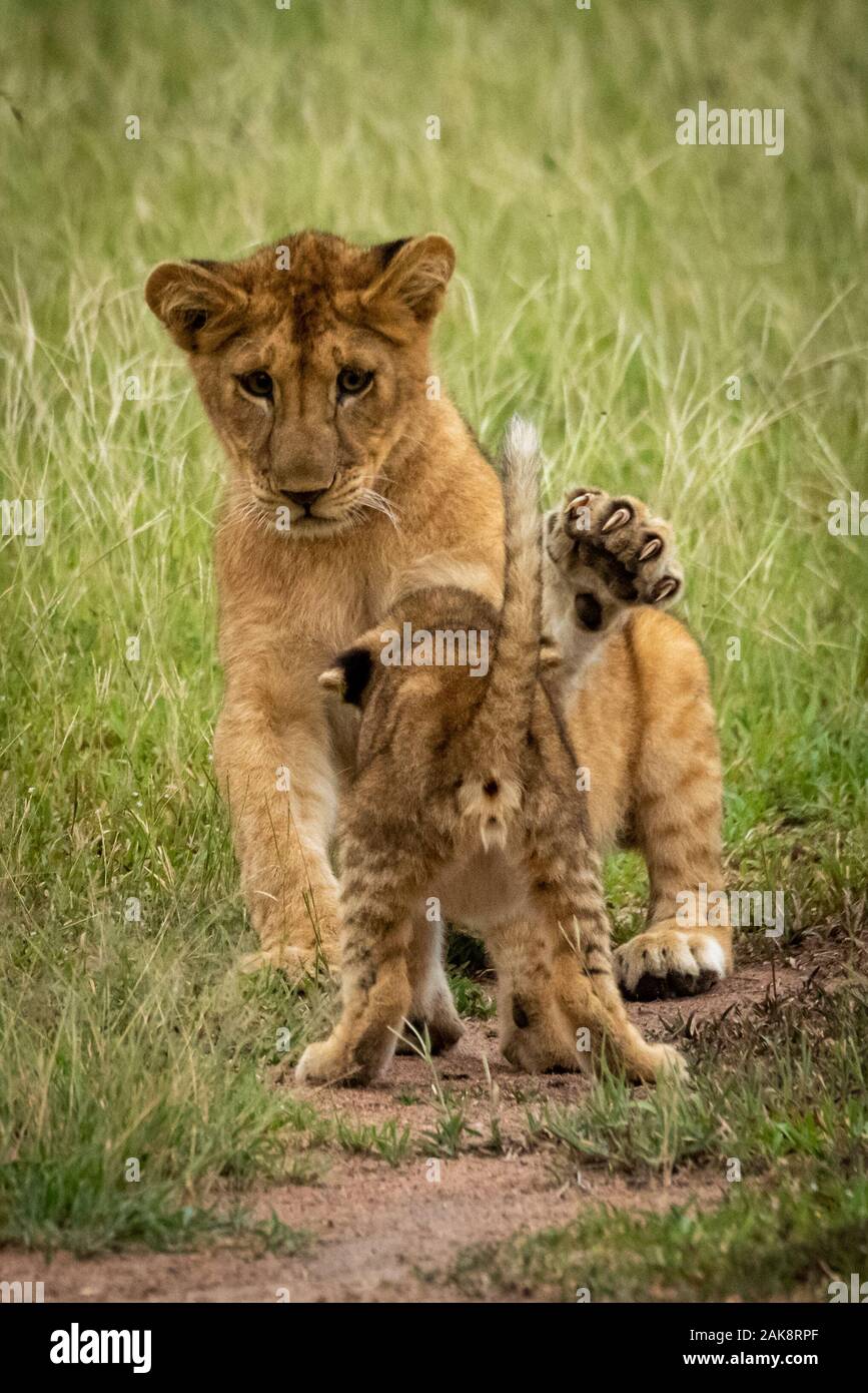 Lion cub sits ready to slap another Stock Photo - Alamy
