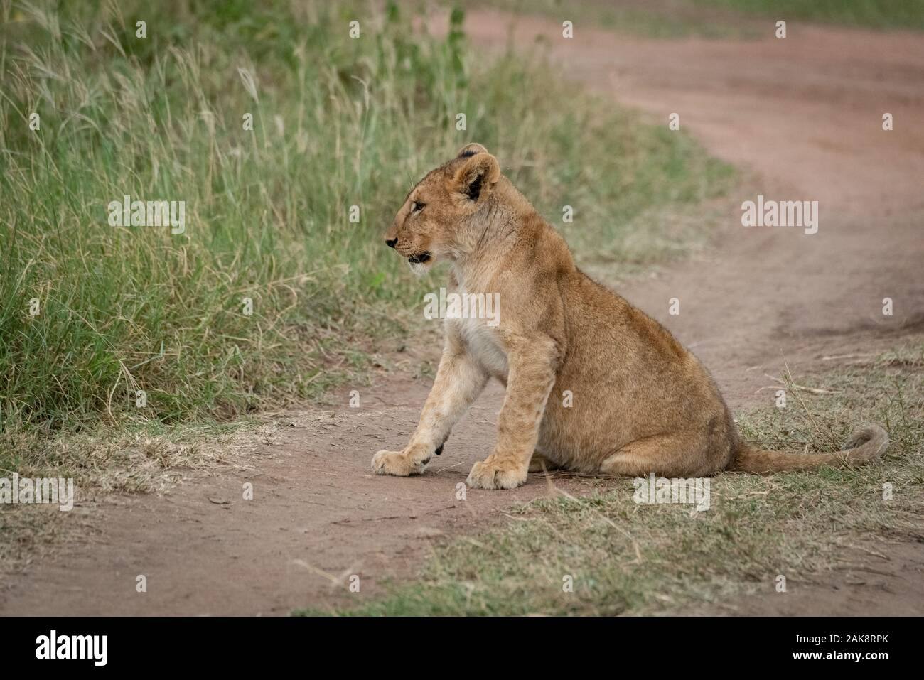 Left facing lion hi-res stock photography and images - Alamy