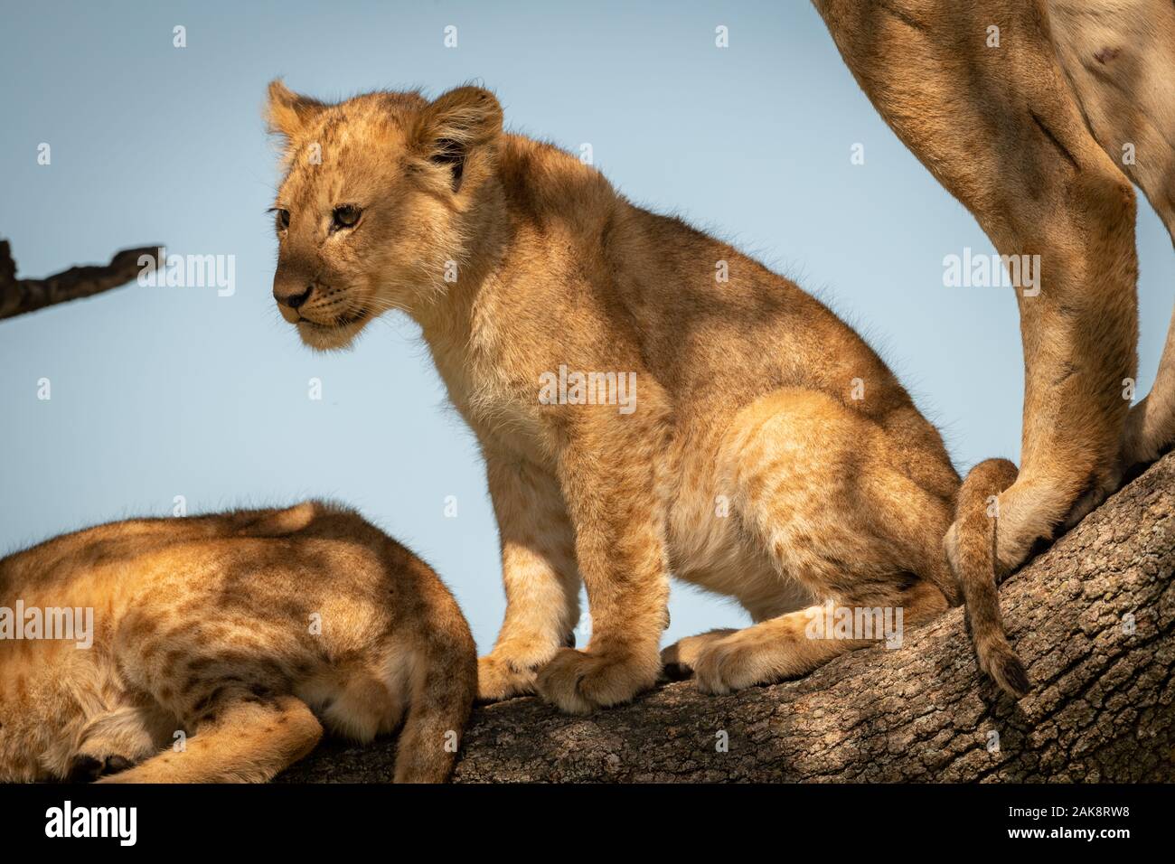 Lion cub sits with pride in tree Stock Photo - Alamy