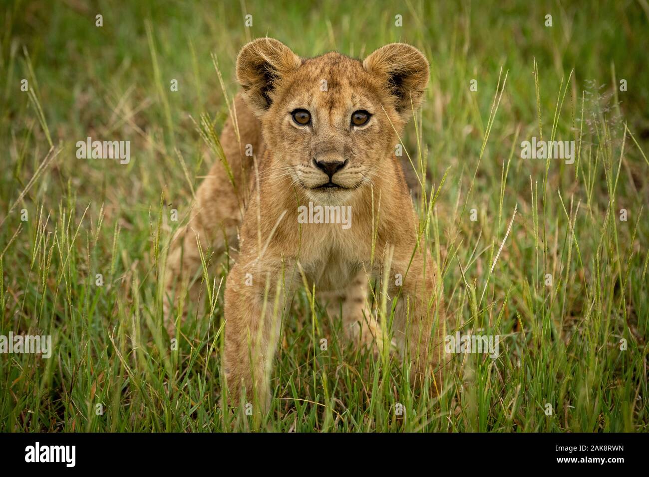 Lion cub standing facing hi-res stock photography and images - Alamy