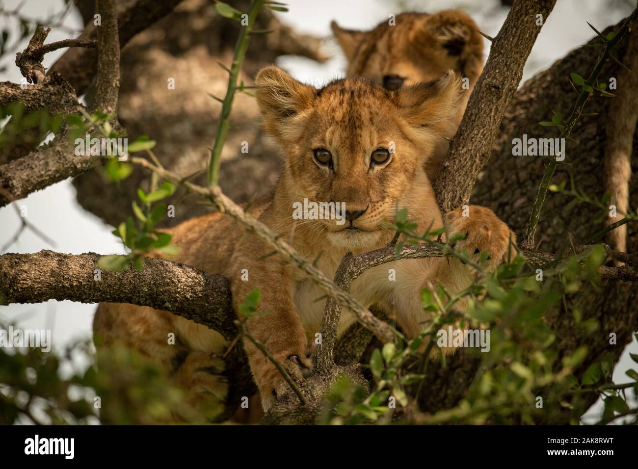 Lion cub standing facing hi-res stock photography and images - Alamy