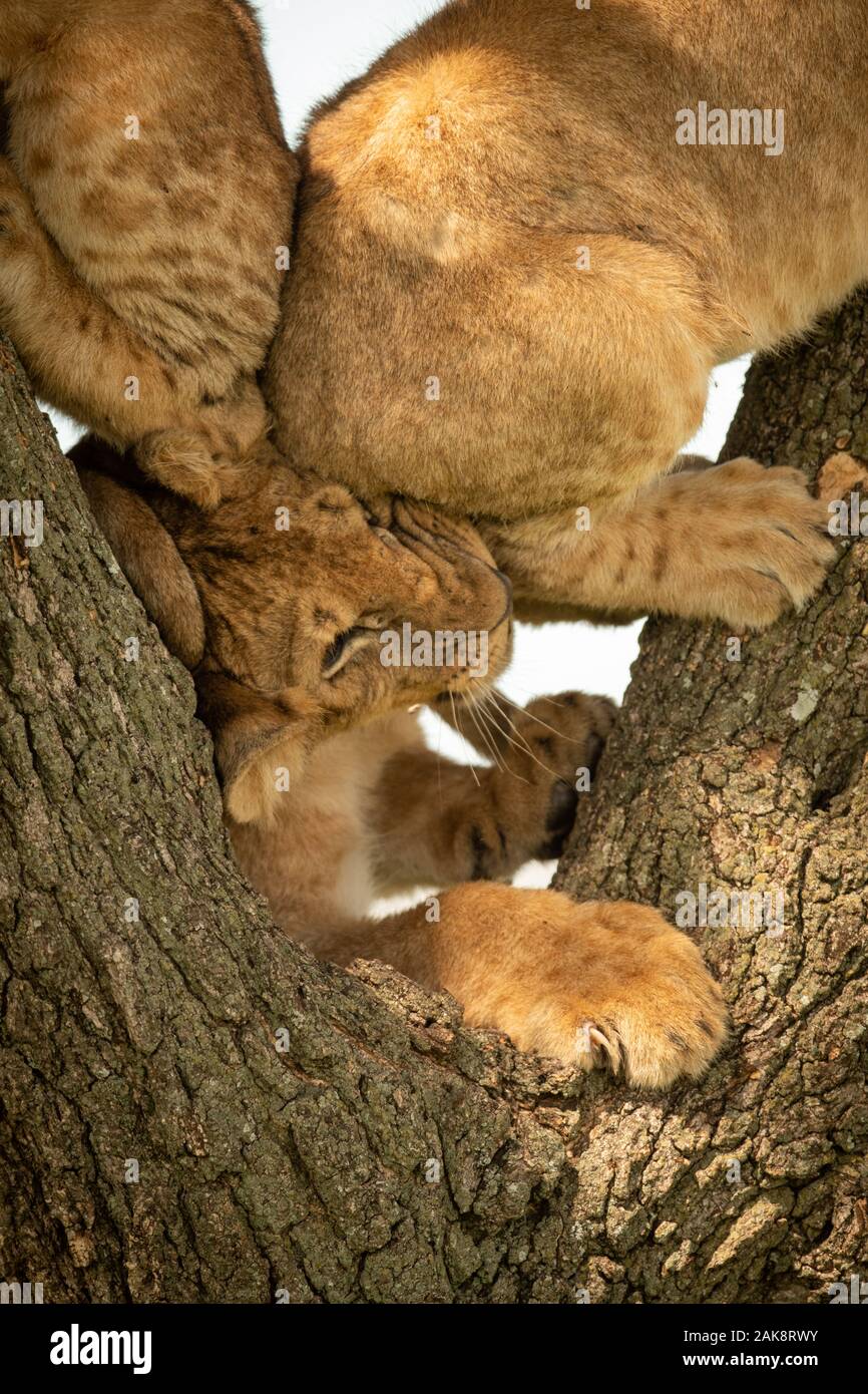 Lion cub squashed by others in tree Stock Photo - Alamy
