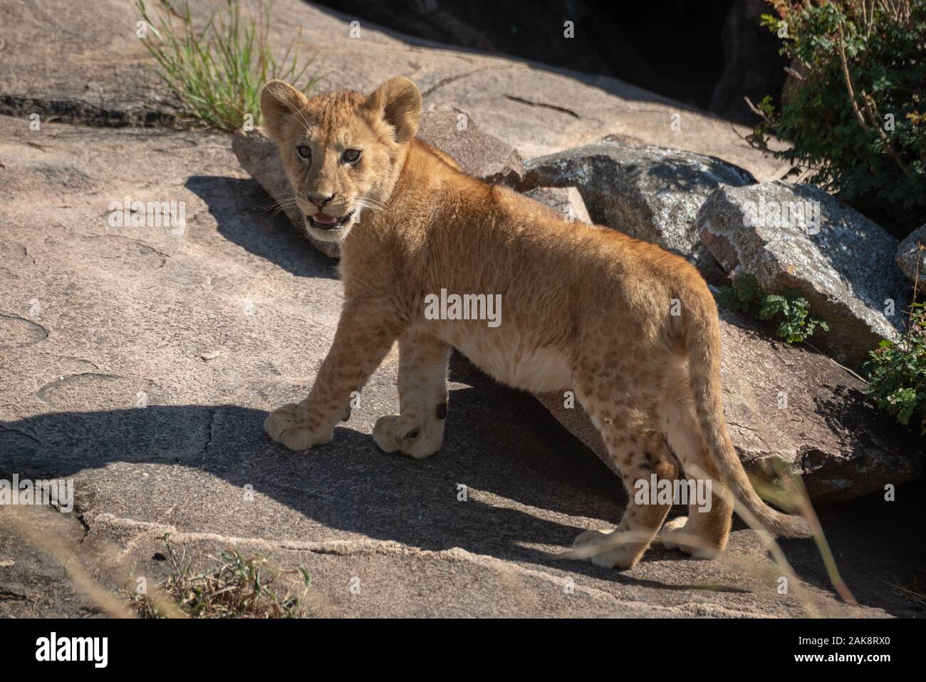Lion cub stands on rock casting shadow Stock Photo - Alamy