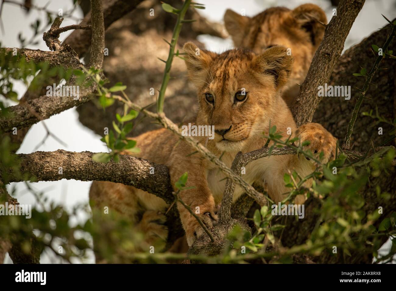 Lion standing looking down panthera hi-res stock photography and images ...