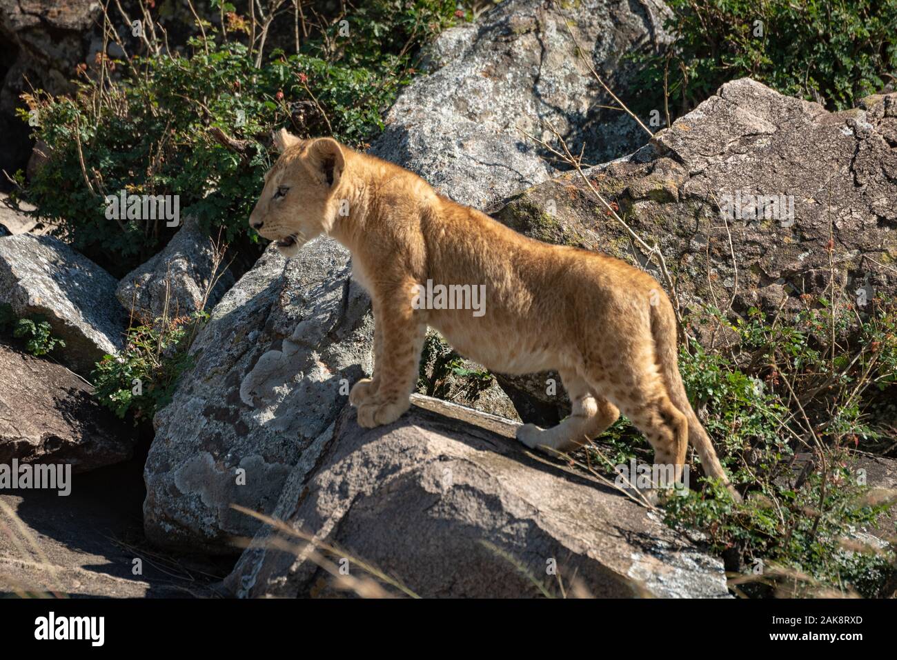 Lion cub stands on rock in sunshine Stock Photo - Alamy