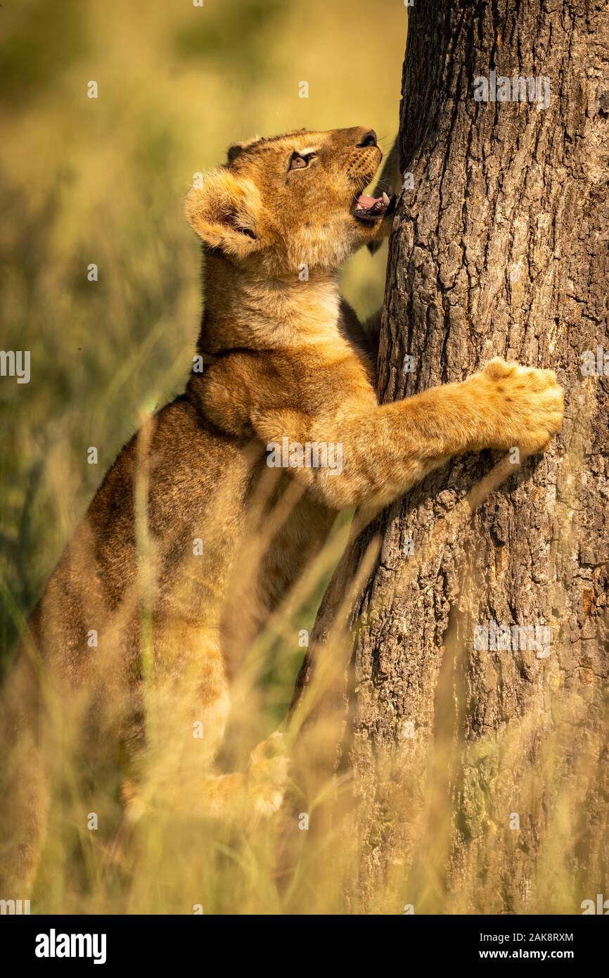 Lion cub starts to climb tree trunk Stock Photo - Alamy