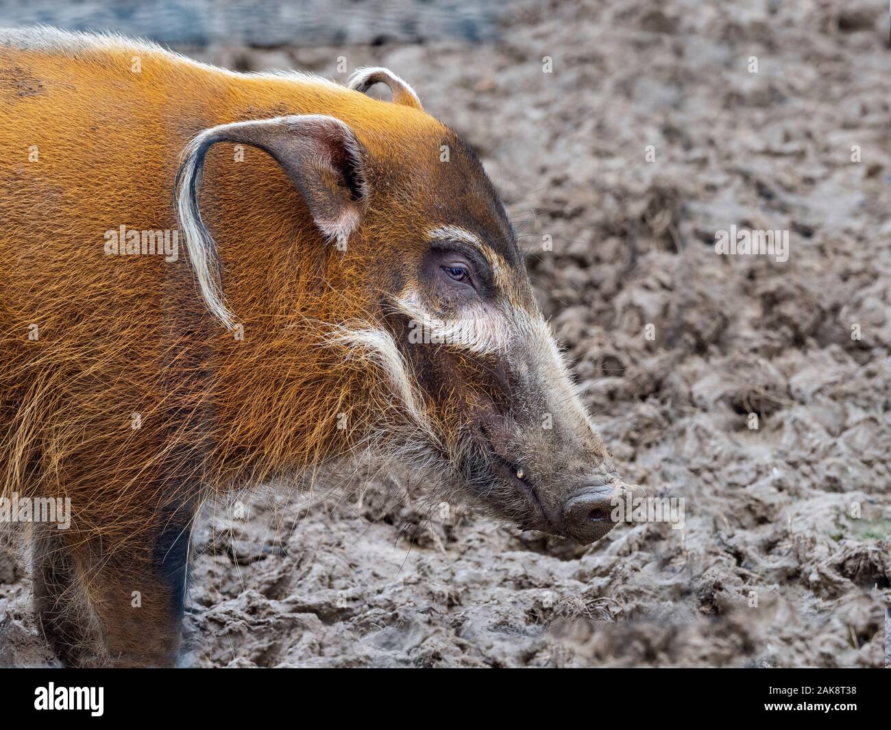 Red river hog Potamochoerus porcus Captive Stock Photo - Alamy