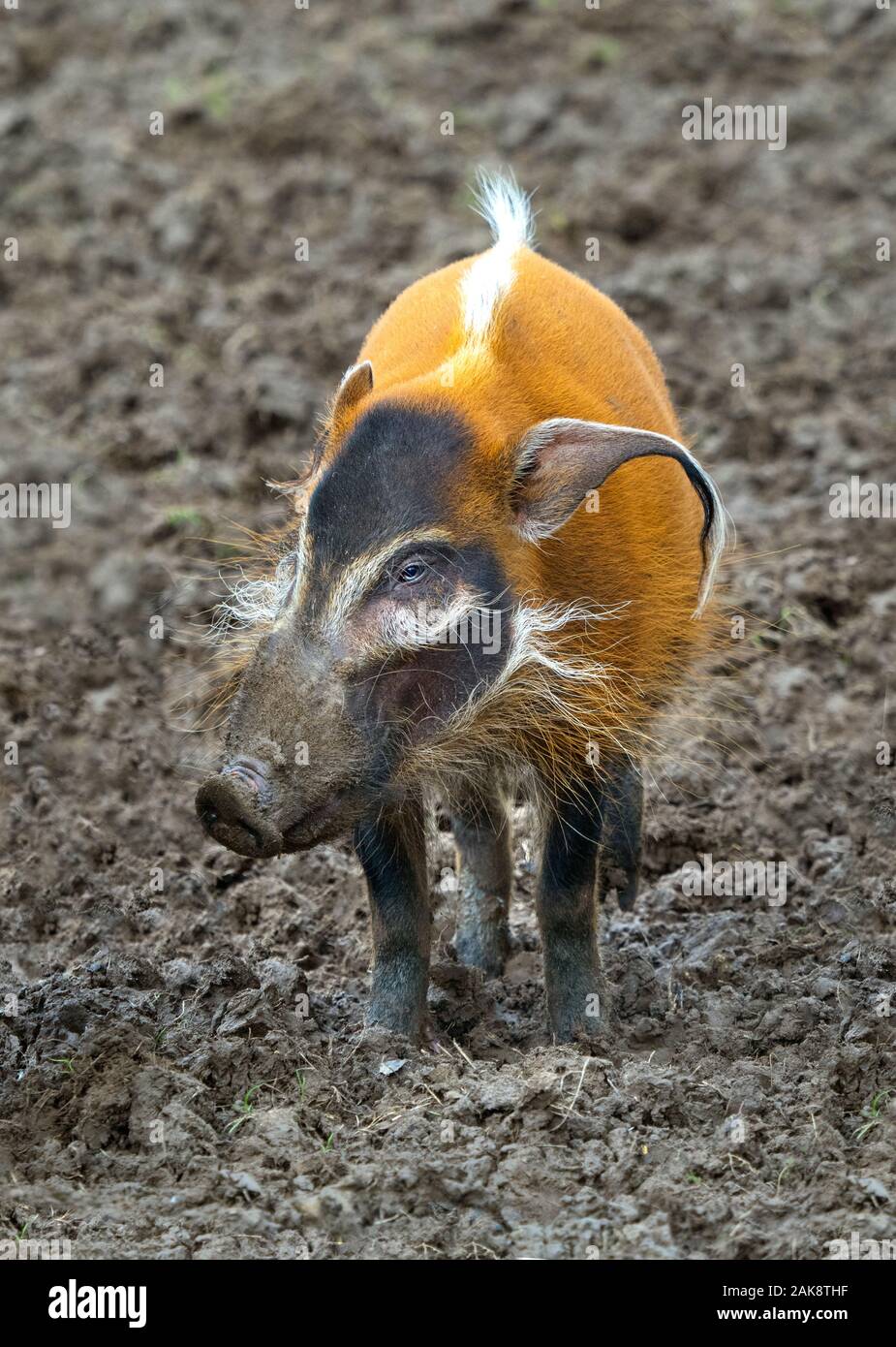 Red river hog Potamochoerus porcus Captive Stock Photo - Alamy