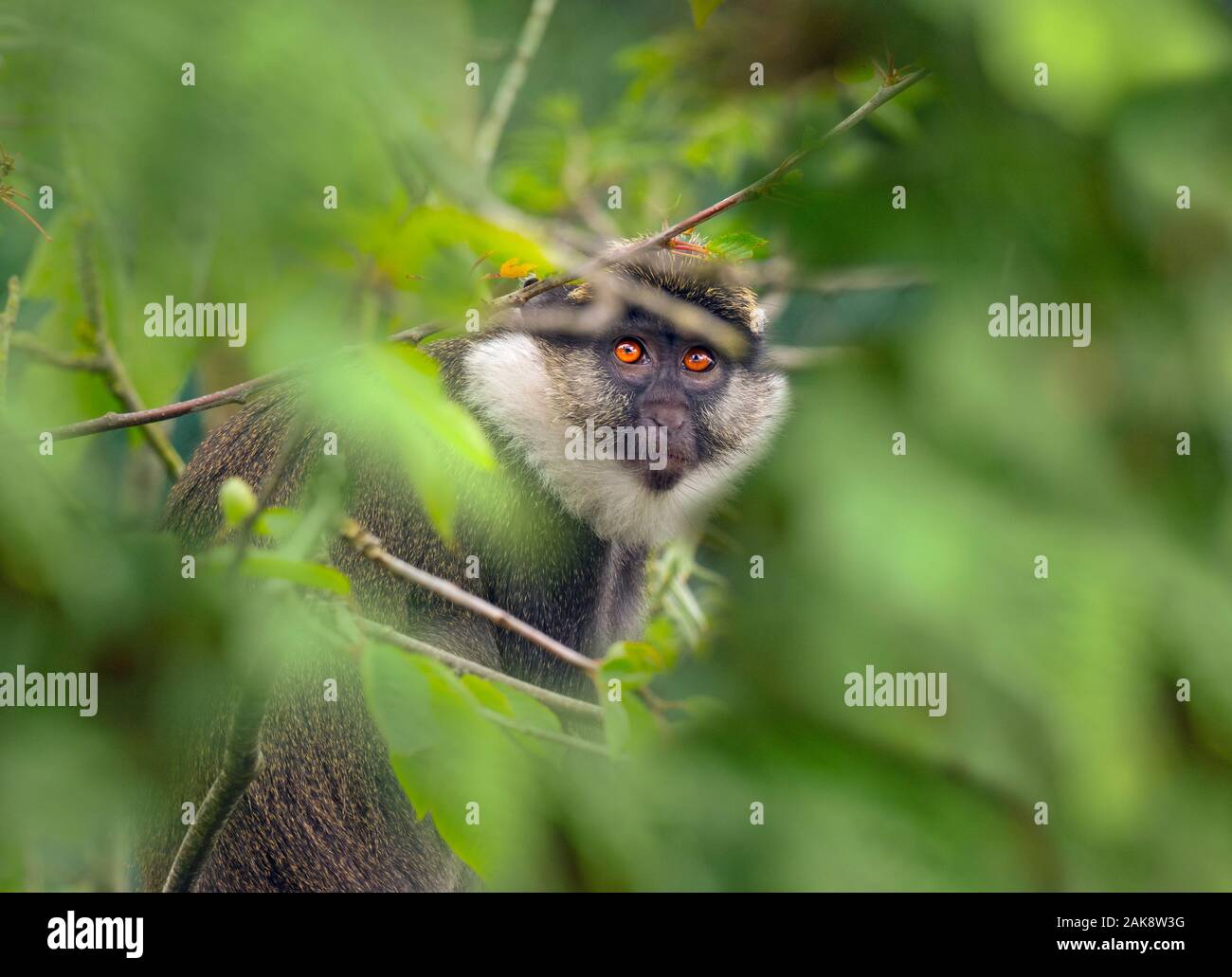 Cercopithecus erythrogaster hi-res stock photography and images - Alamy