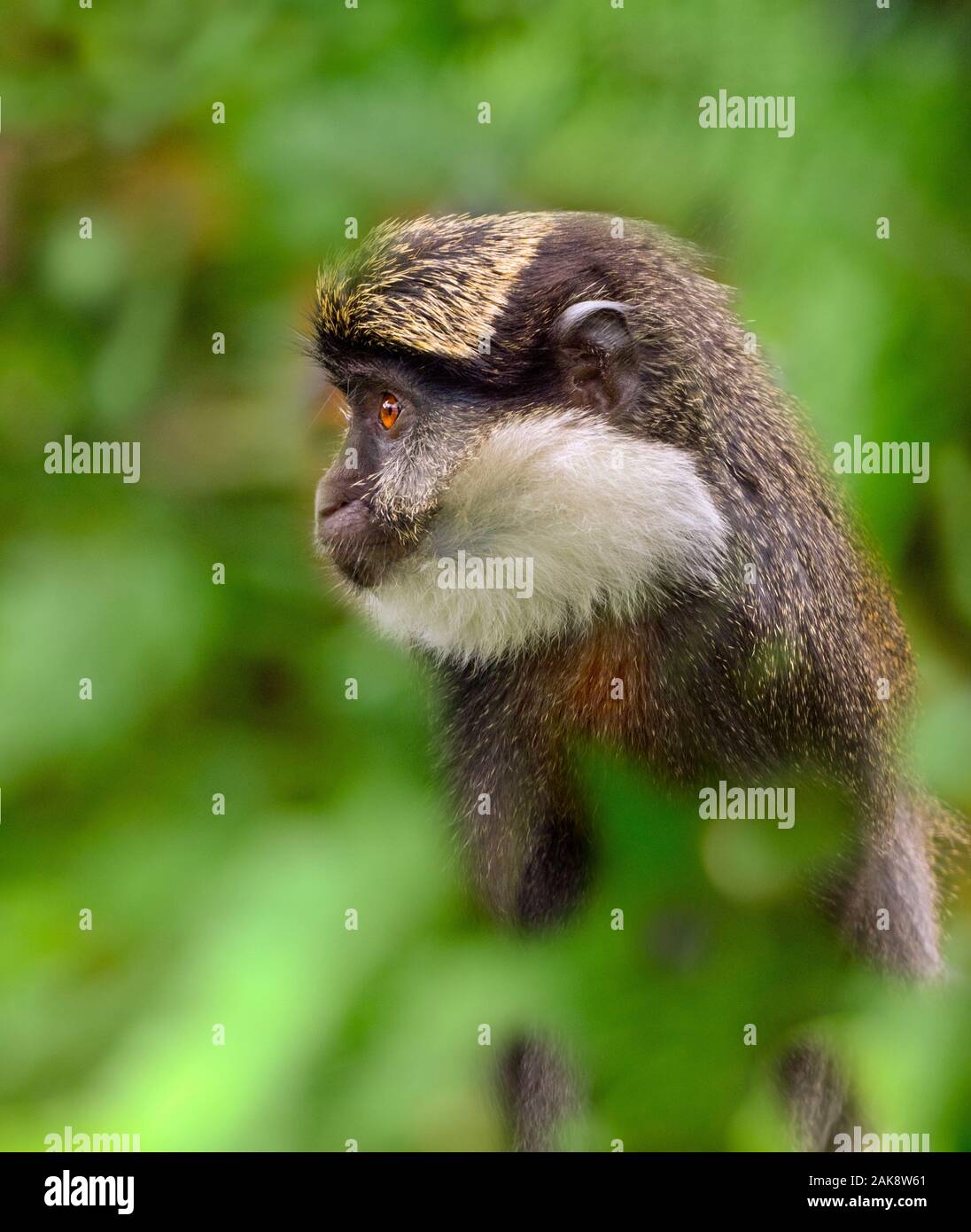 White-throated guenon Cercopithecus erythrogaster portrait captive ...