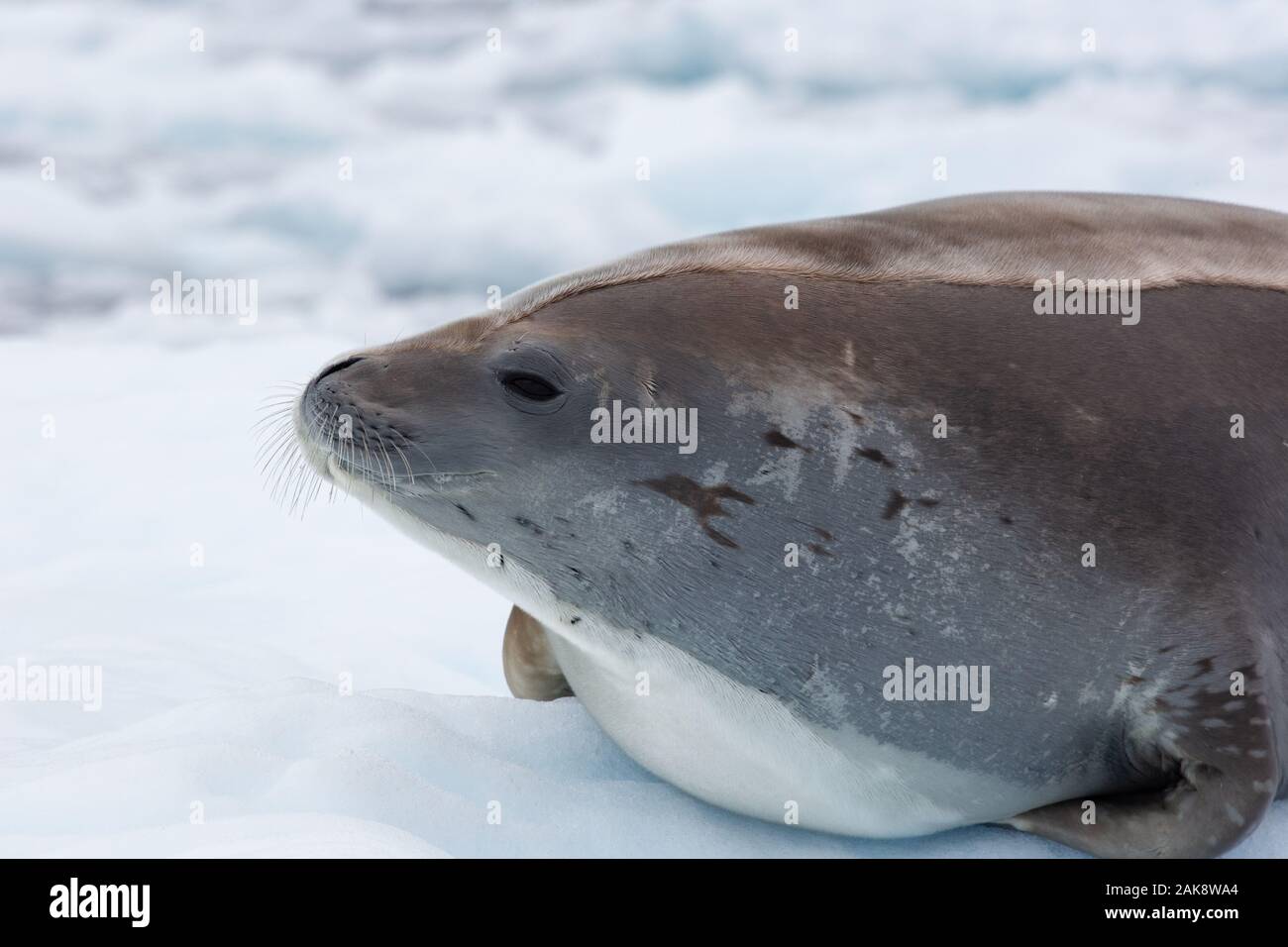 Crabeater seal (Lobodon carcinophaga Stock Photo - Alamy