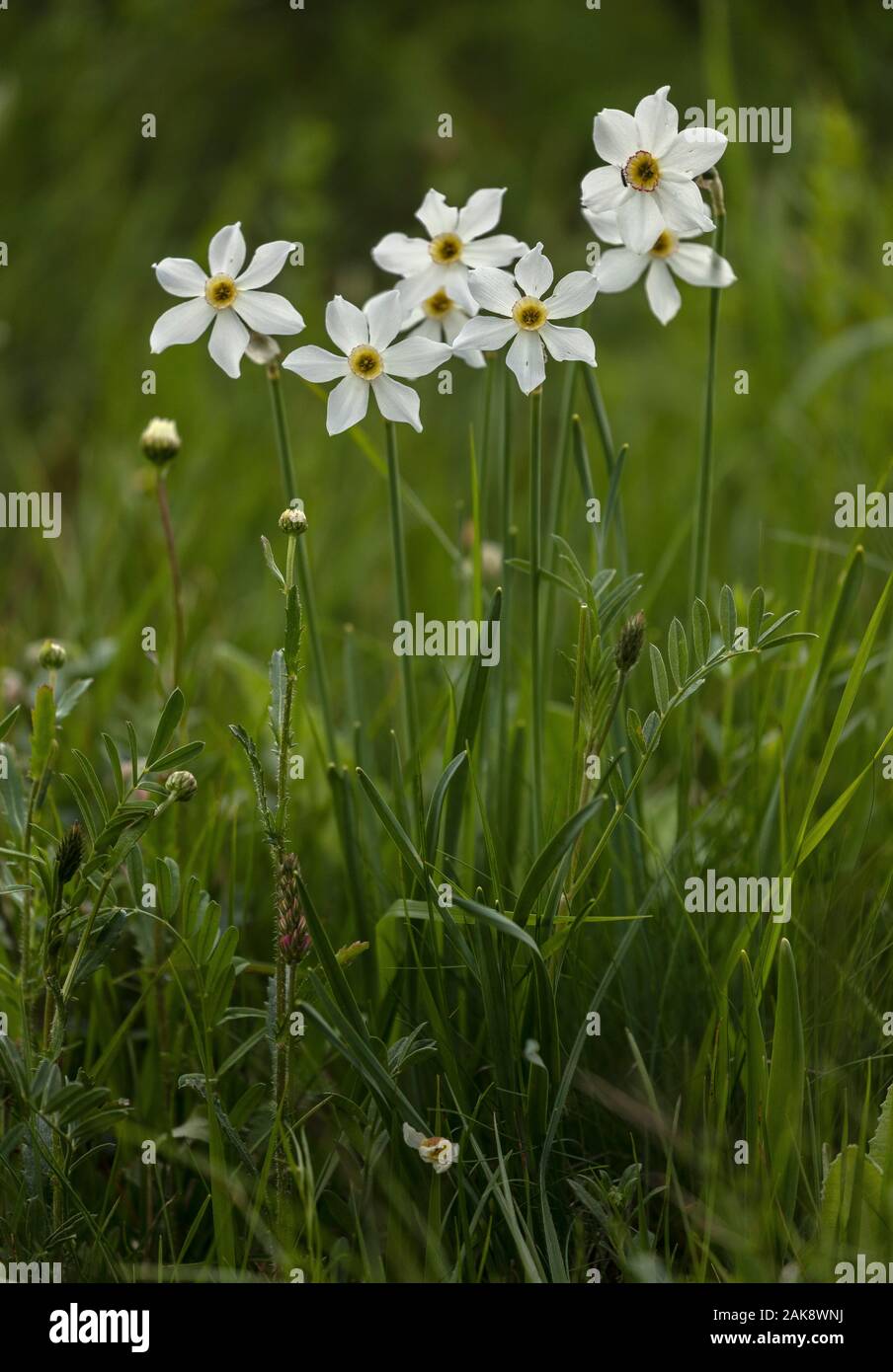 Pheasant's eye Narcissus, Narcissus poeticus, in flower in alpine ...