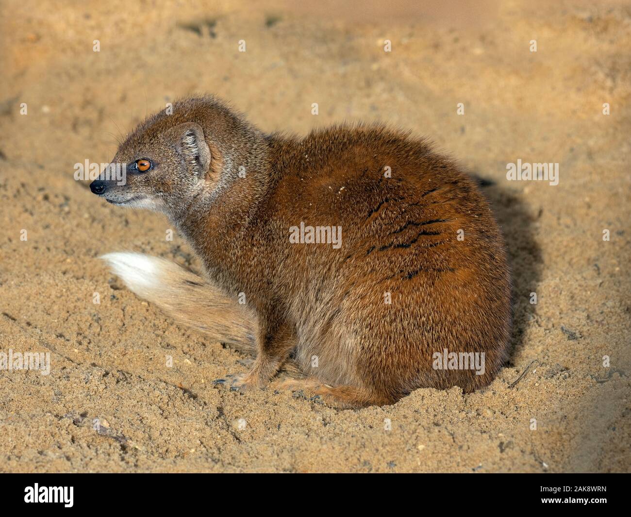 Yellow mongoose Cynictis penicillata Captive Portrait Stock Photo - Alamy