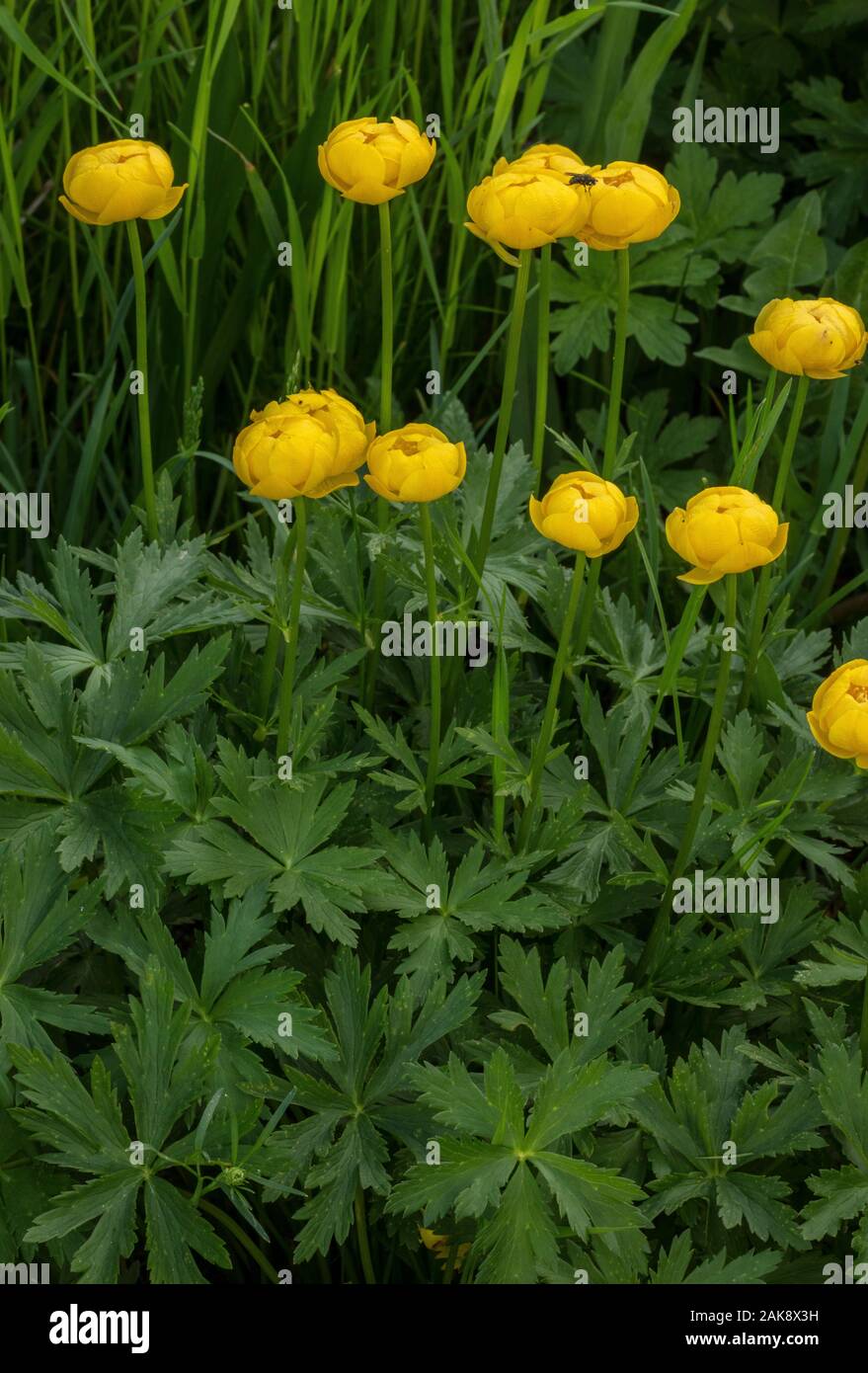 Globe trollius hi-res stock photography and images - Alamy