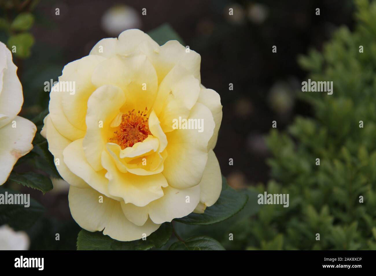 Yellow garden rose hi-res stock photography and images - Alamy
