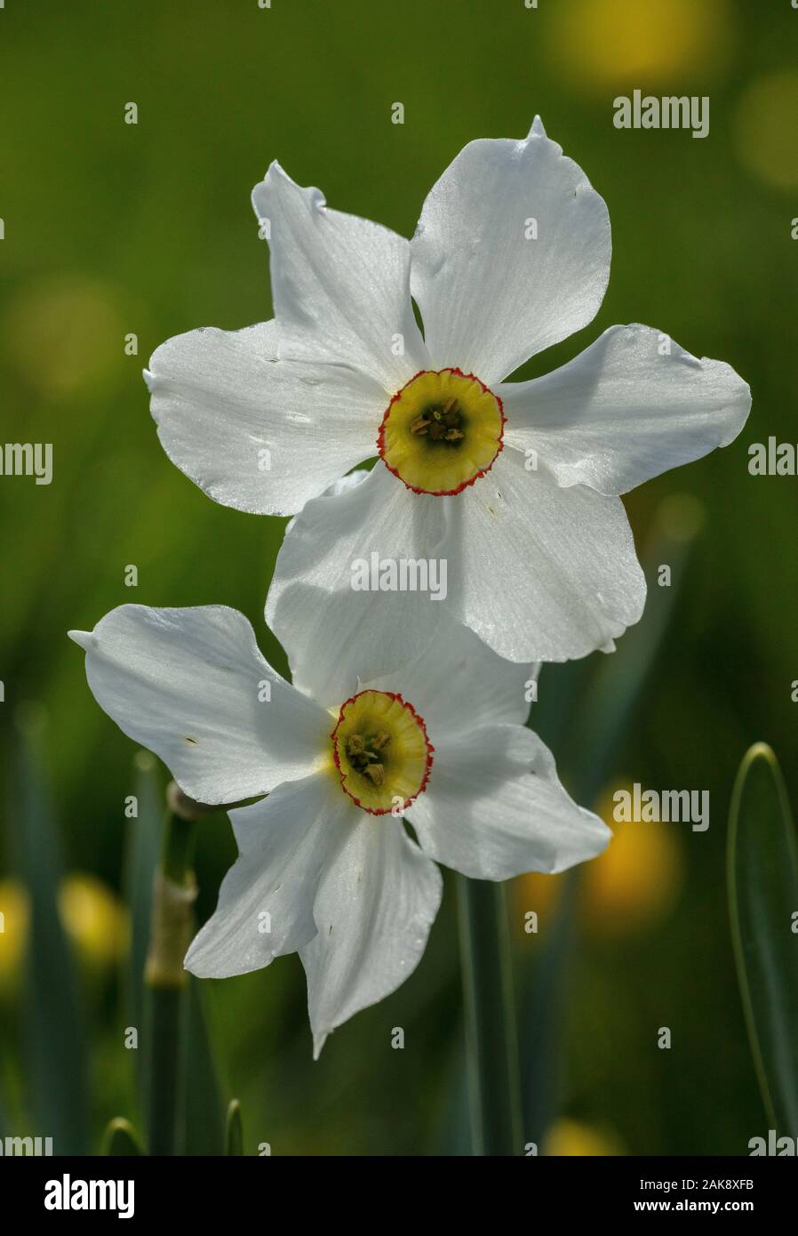 Pheasant's eye Narcissus, Narcissus poeticus, in flower in alpine ...