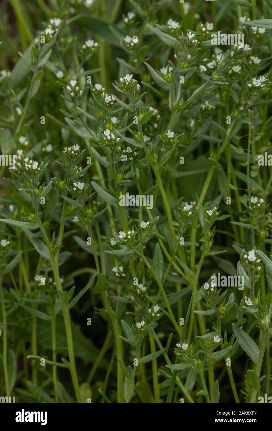 Corn gromwell lithospermum arvense hi-res stock photography and images ...